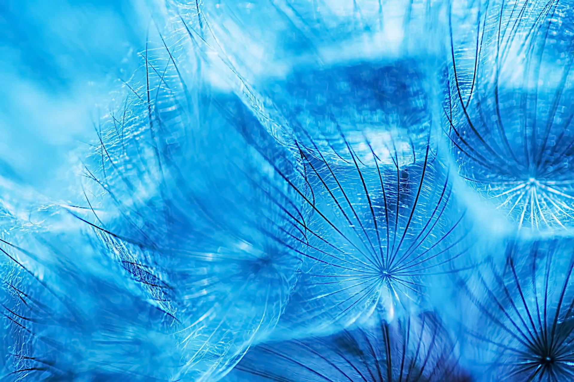 Blue Serenity: A Stunning Macro View of Nature’s Fragile Plant ...