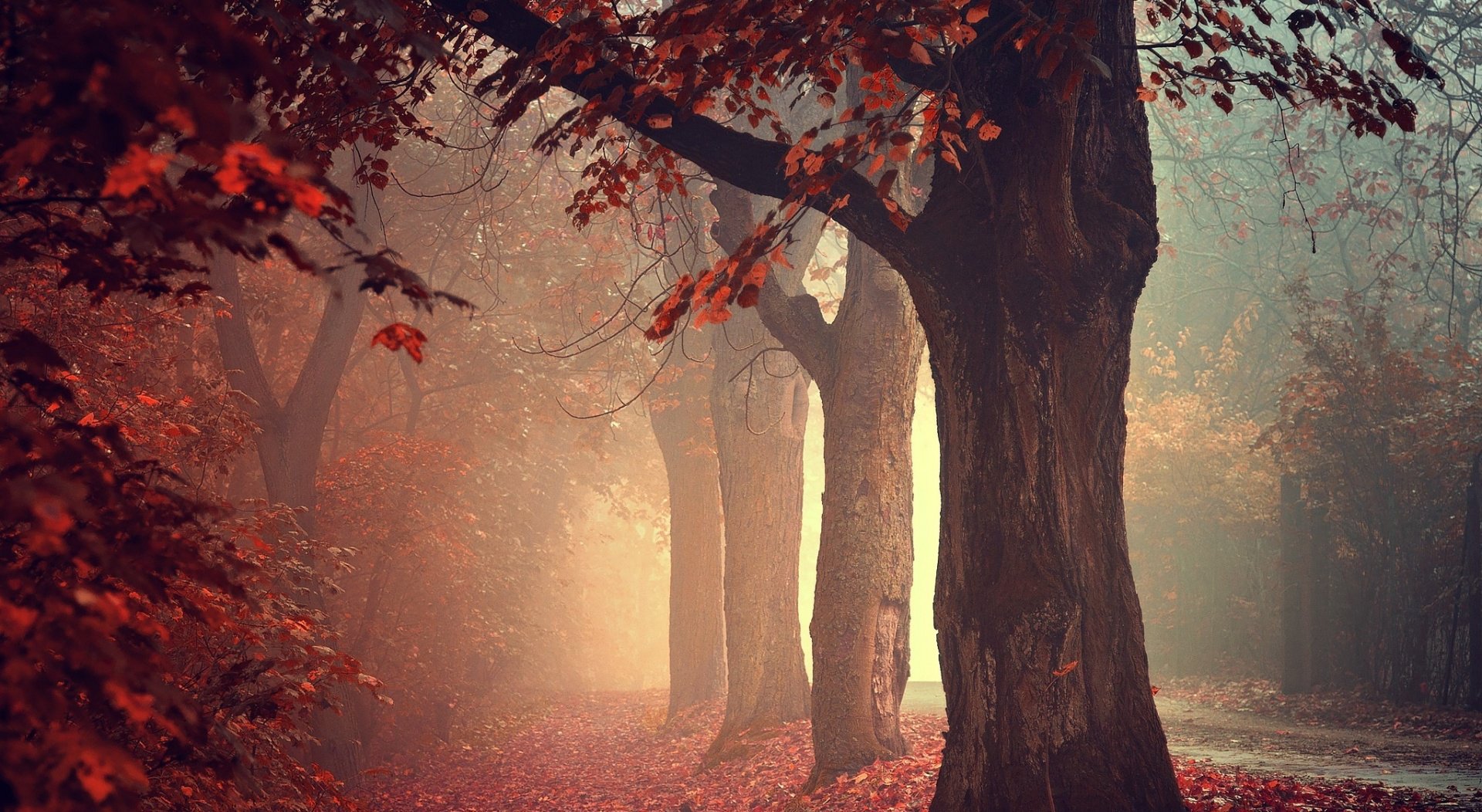 Download Fall Tree Fog Nature Forest Wallpaper