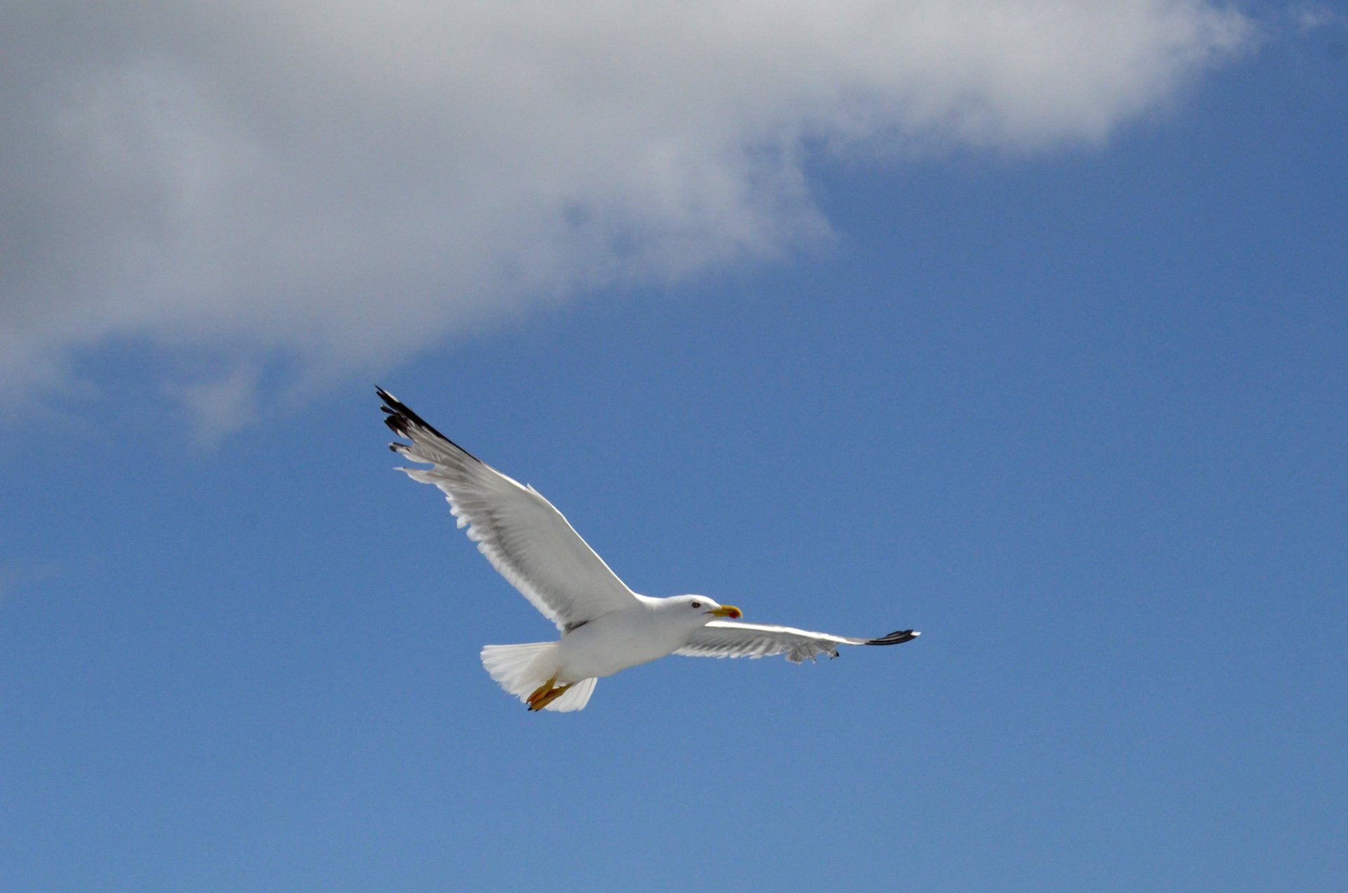 Download Sky Flight Animal Seagull 4k Ultra HD Wallpaper