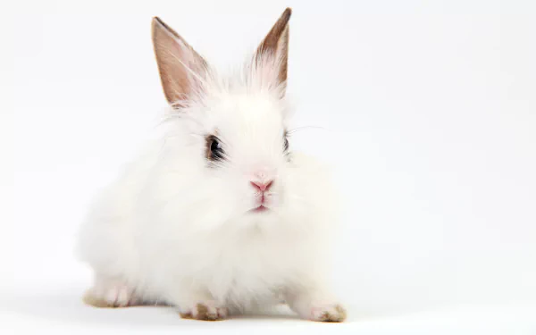 [70+] Rabbit 4k Wallpapers