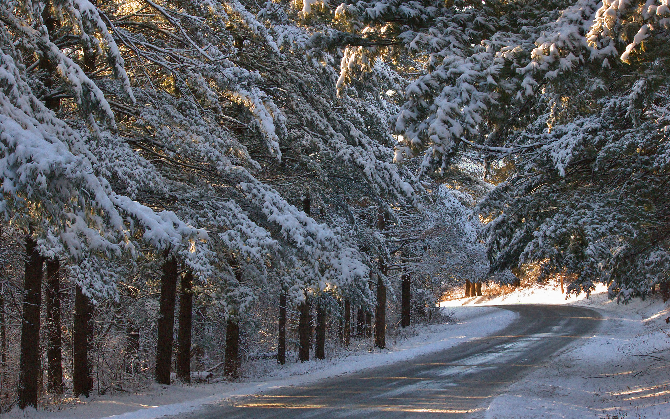 Download Tree Snow Road Nature Winter HD Wallpaper