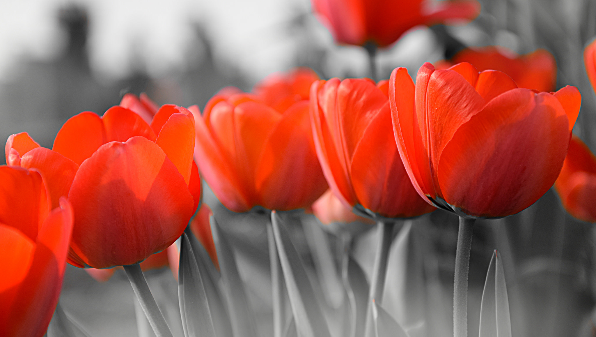 Download Nature Selective Color Orange Flower Flower Tulip HD Wallpaper