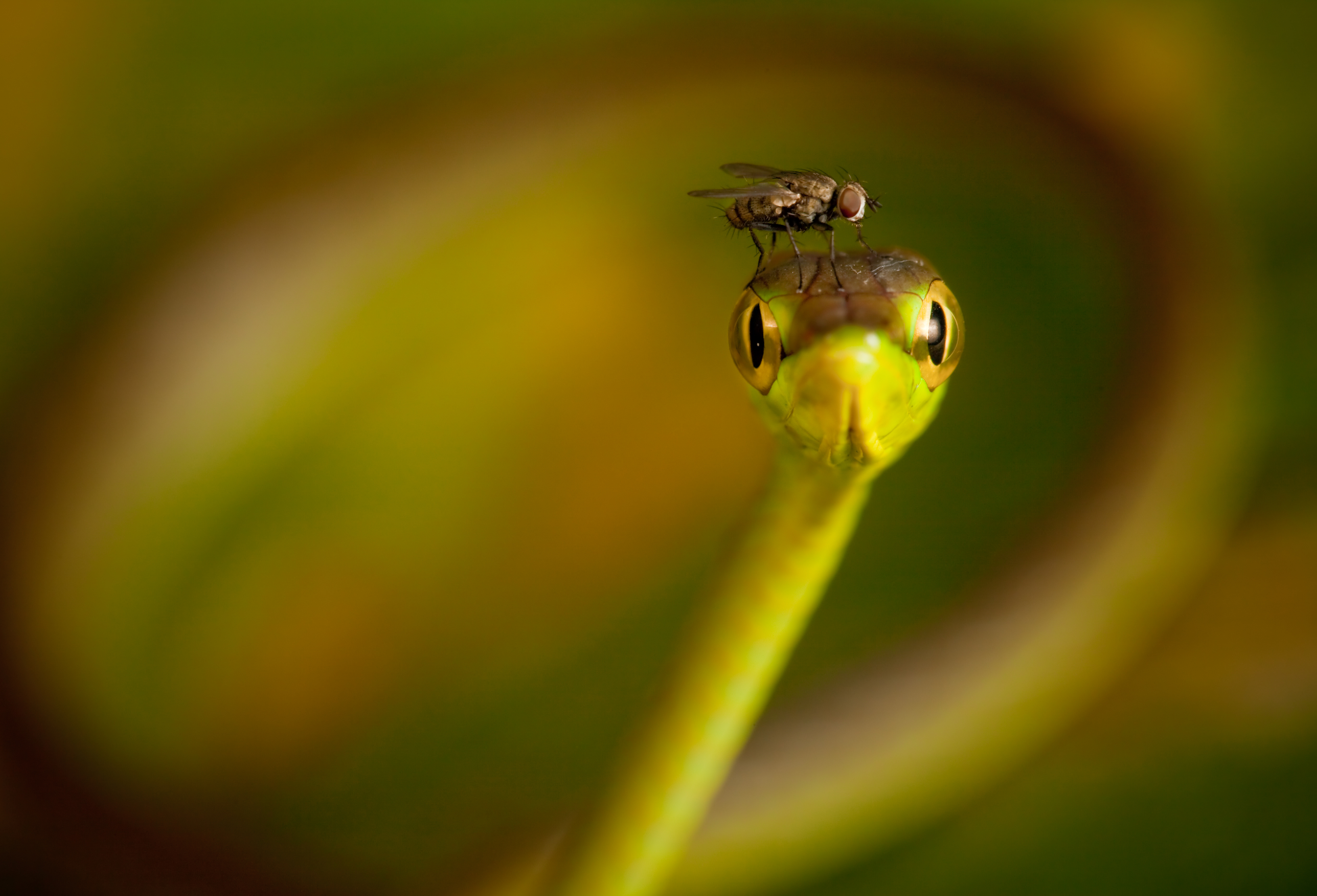 Download Snake Animal Fly HD Wallpaper