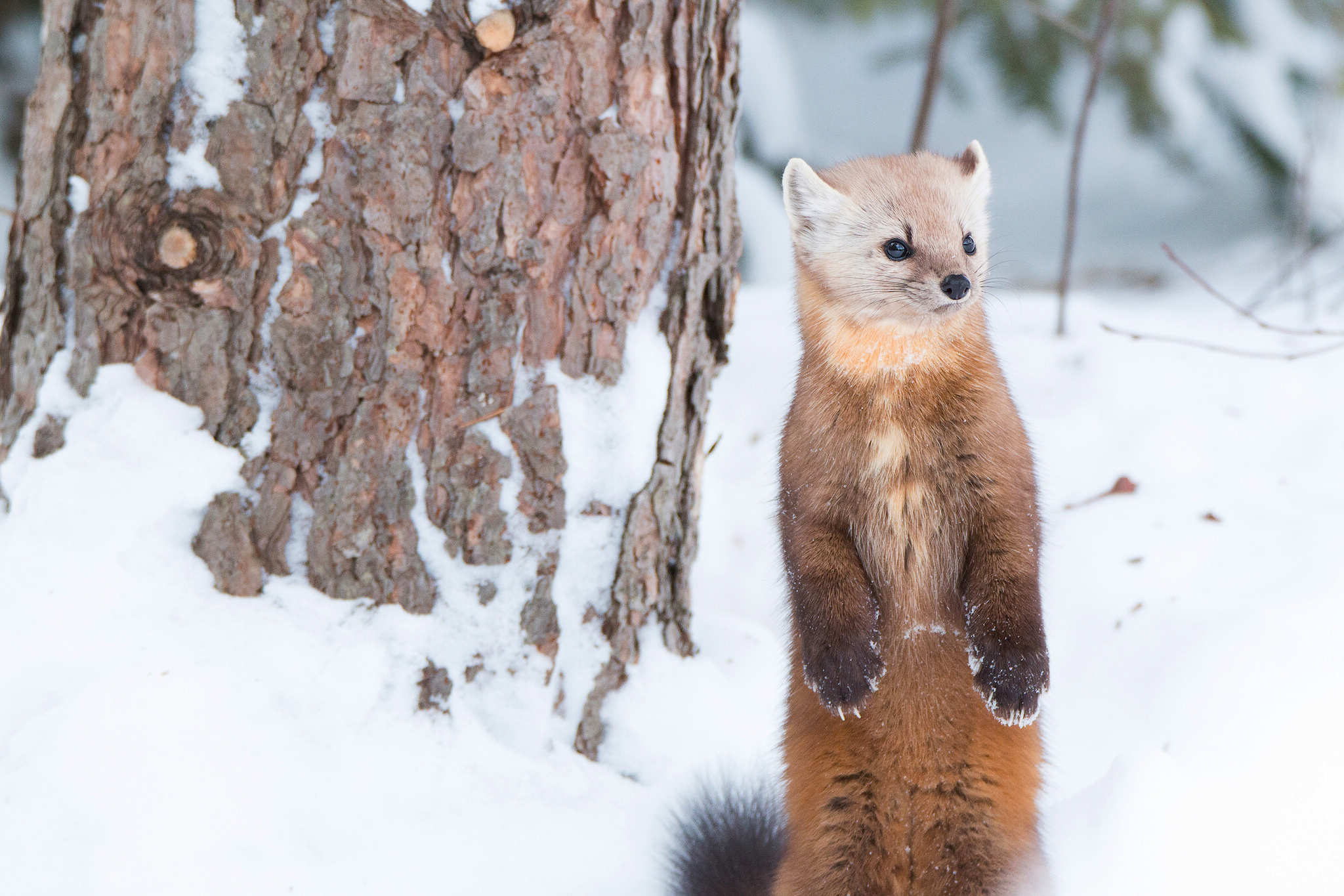 Winter Marten Majesty: HD Snow Wildlife Wallpaper
