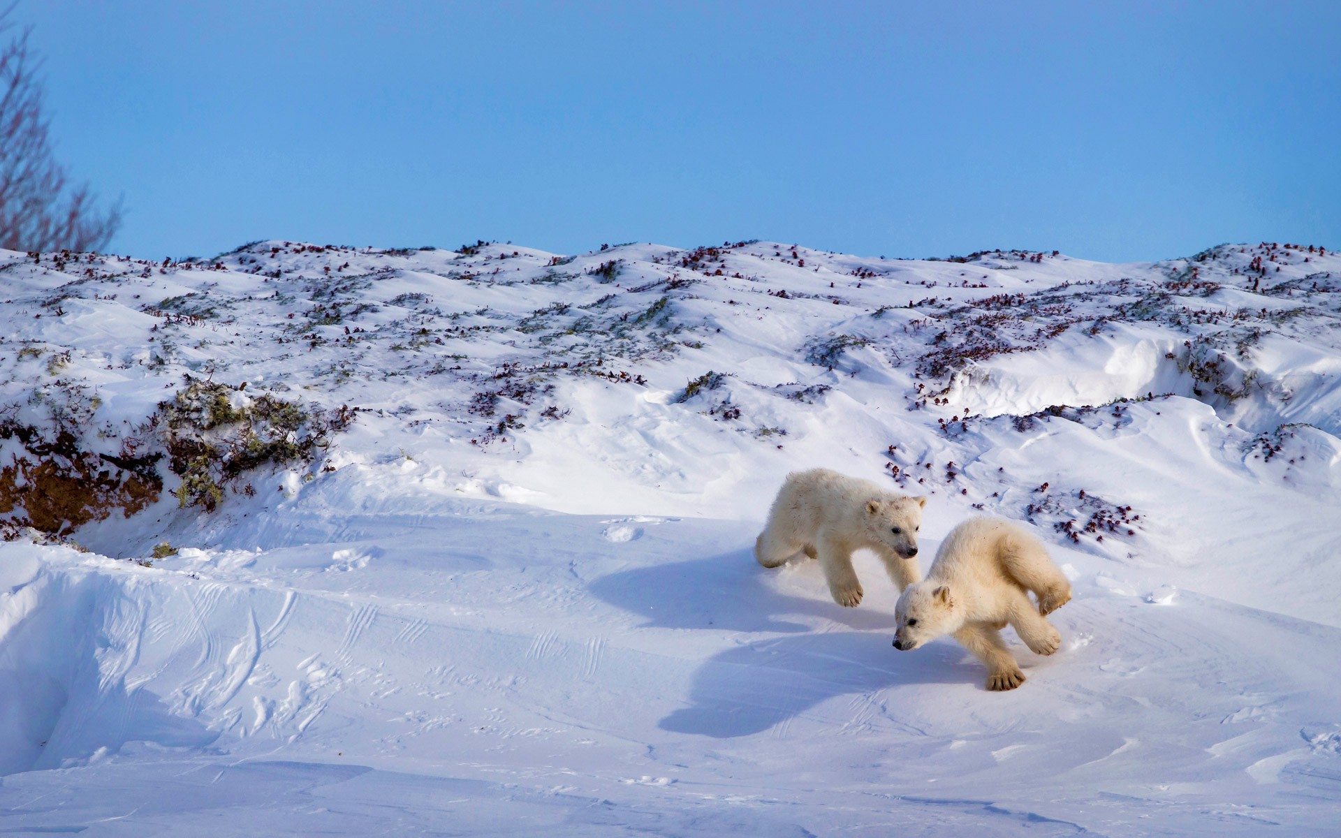 Wallpaper Snow Winter Bear