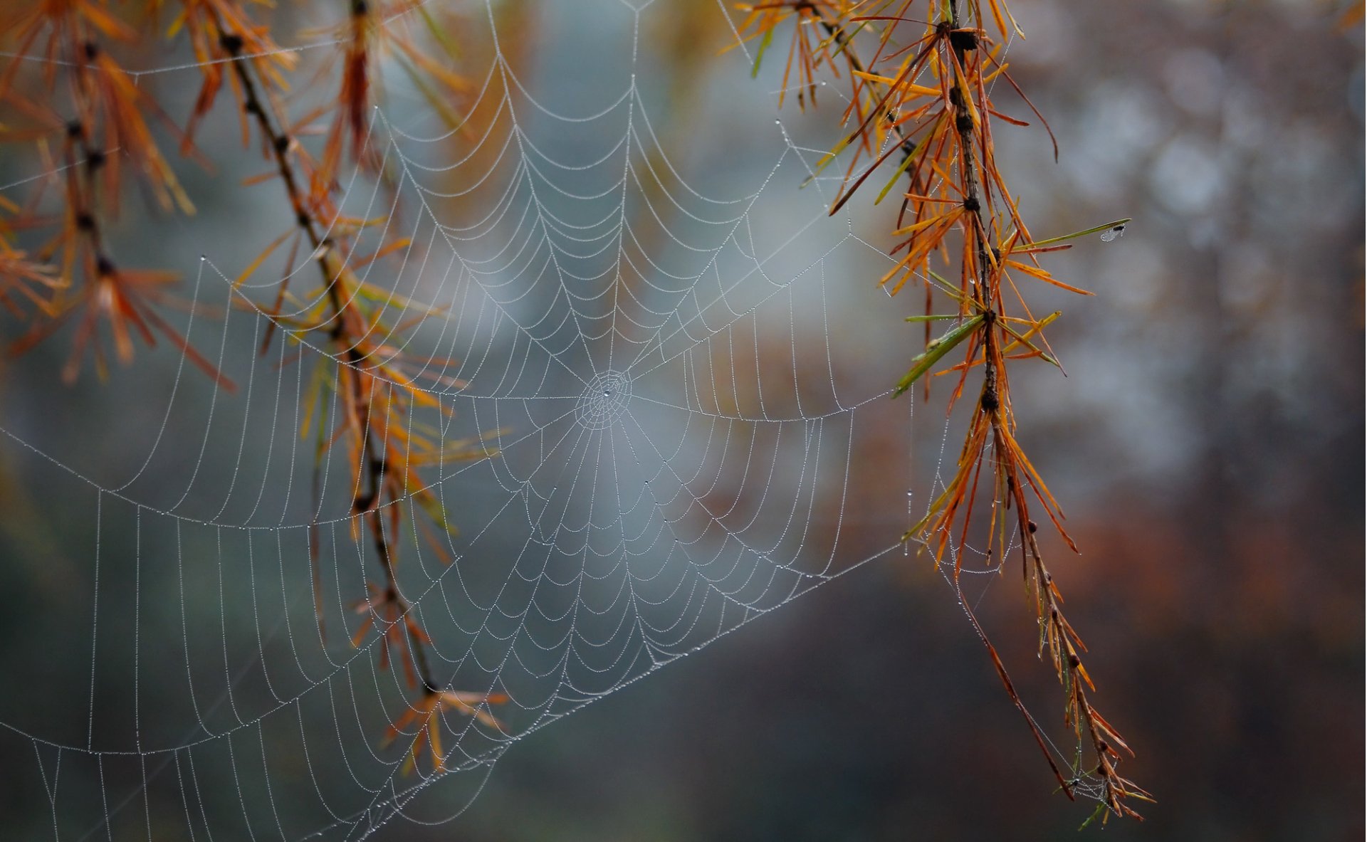 Enchanted Nature: HD Wallpaper of a Delicate Spider Web
