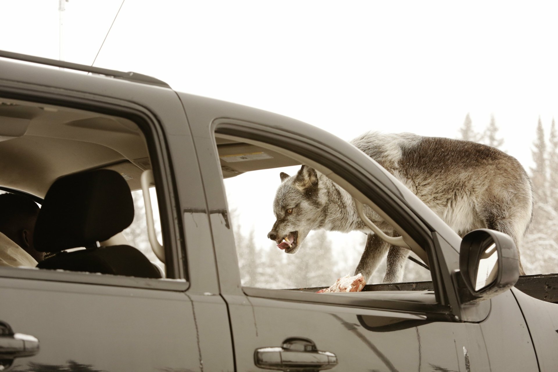 Download Wolf TV Show Wynonna Earp HD Wallpaper