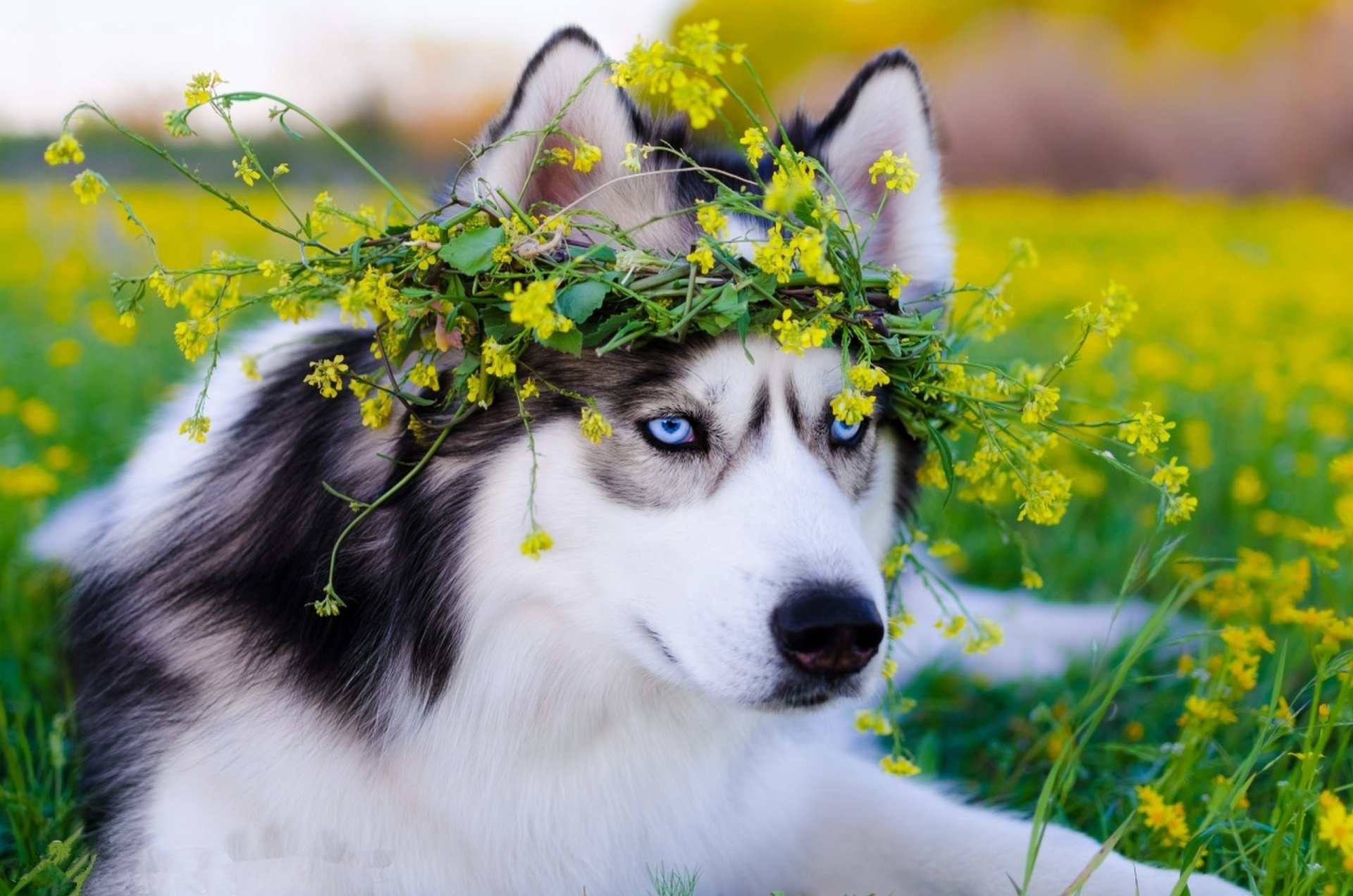 2K Quad HD Siberian Husky Wallpaper — Meadow-Crowned Beauty
