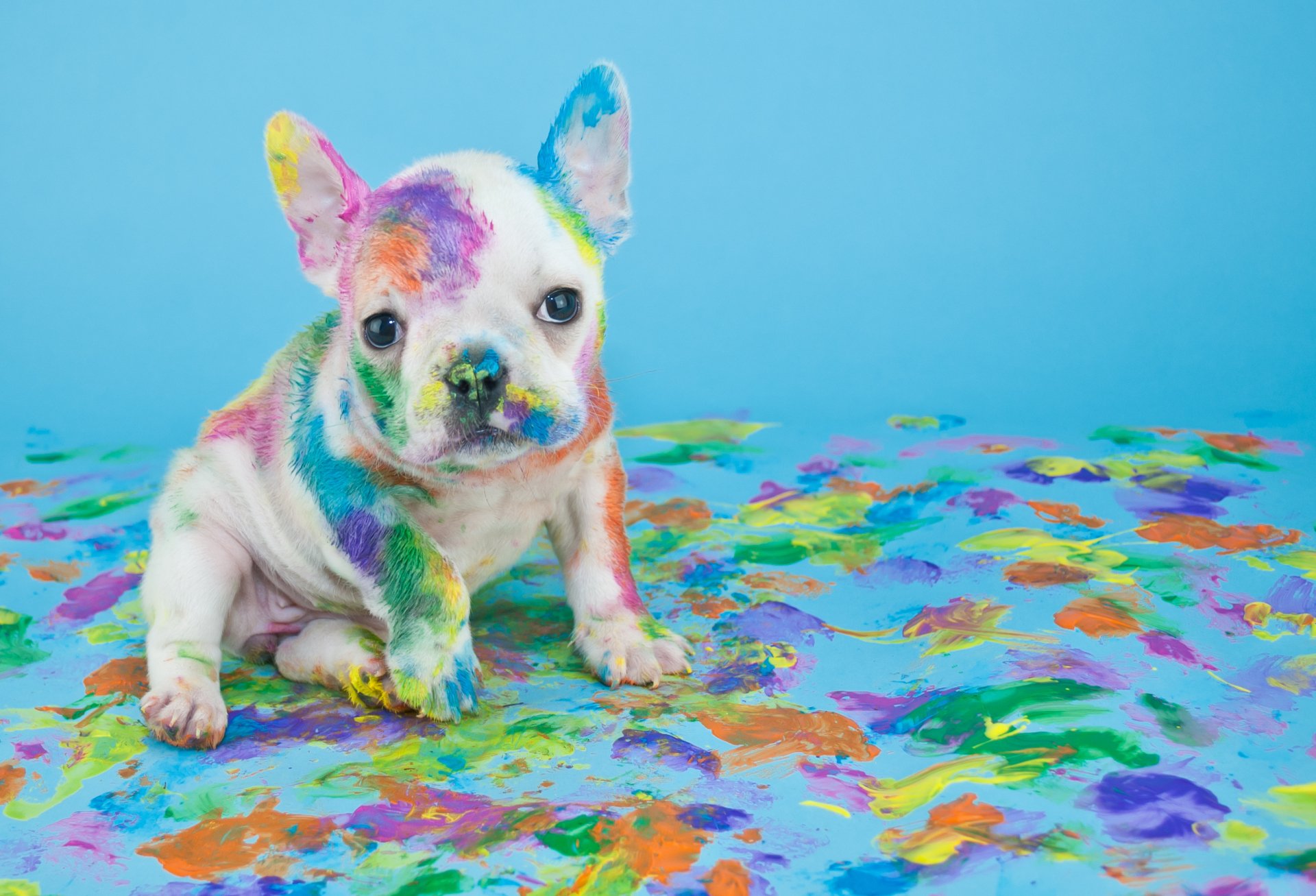 Download Dog Colorful Paint Animal Puppy HD Wallpaper