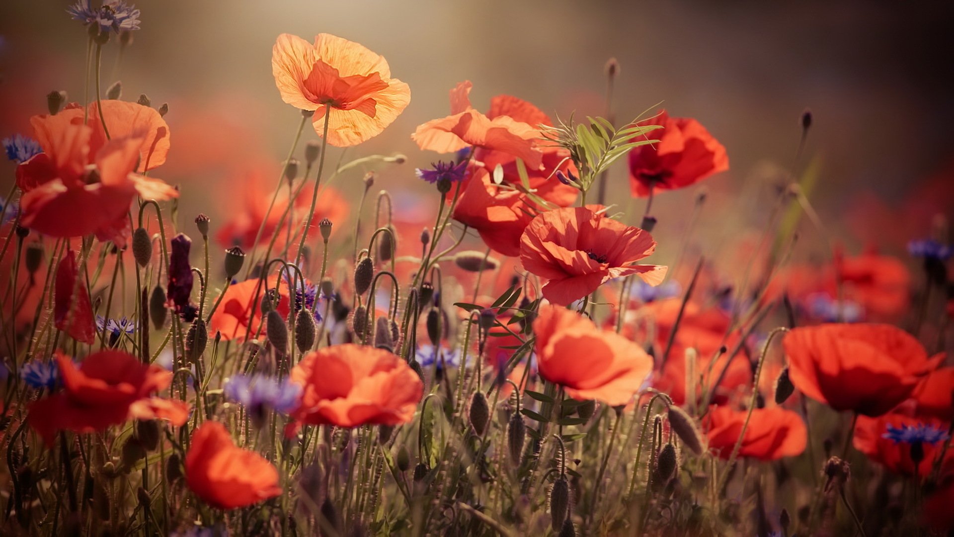 Download Summer Nature Red Flower Flower Poppy HD Wallpaper