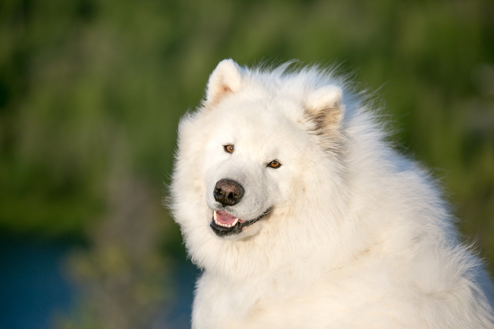 Stunning Samoyed Bliss - 4K Ultra HD Wallpaper