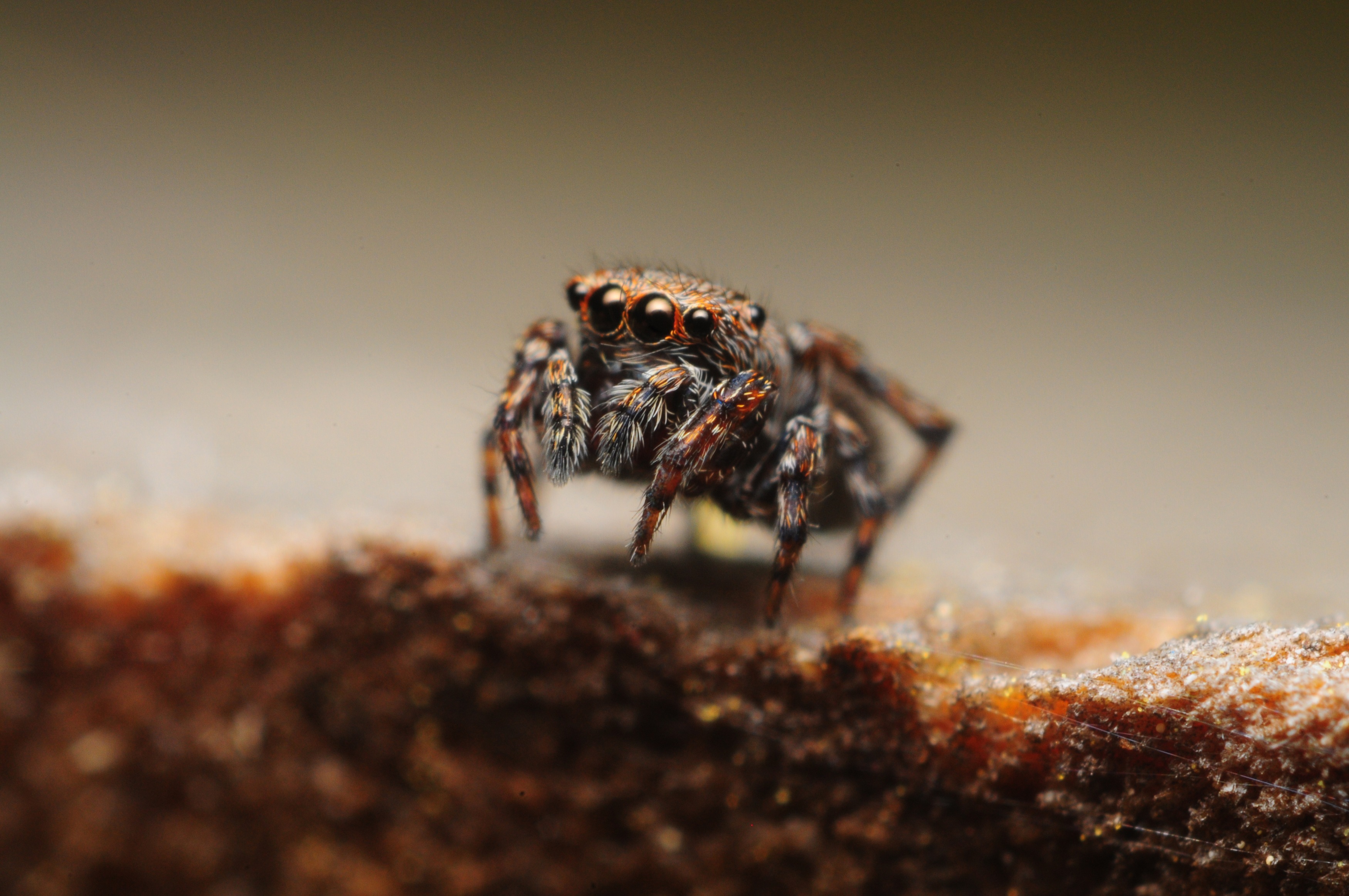 Download Jumping Spider Macro Animal Spider HD Wallpaper
