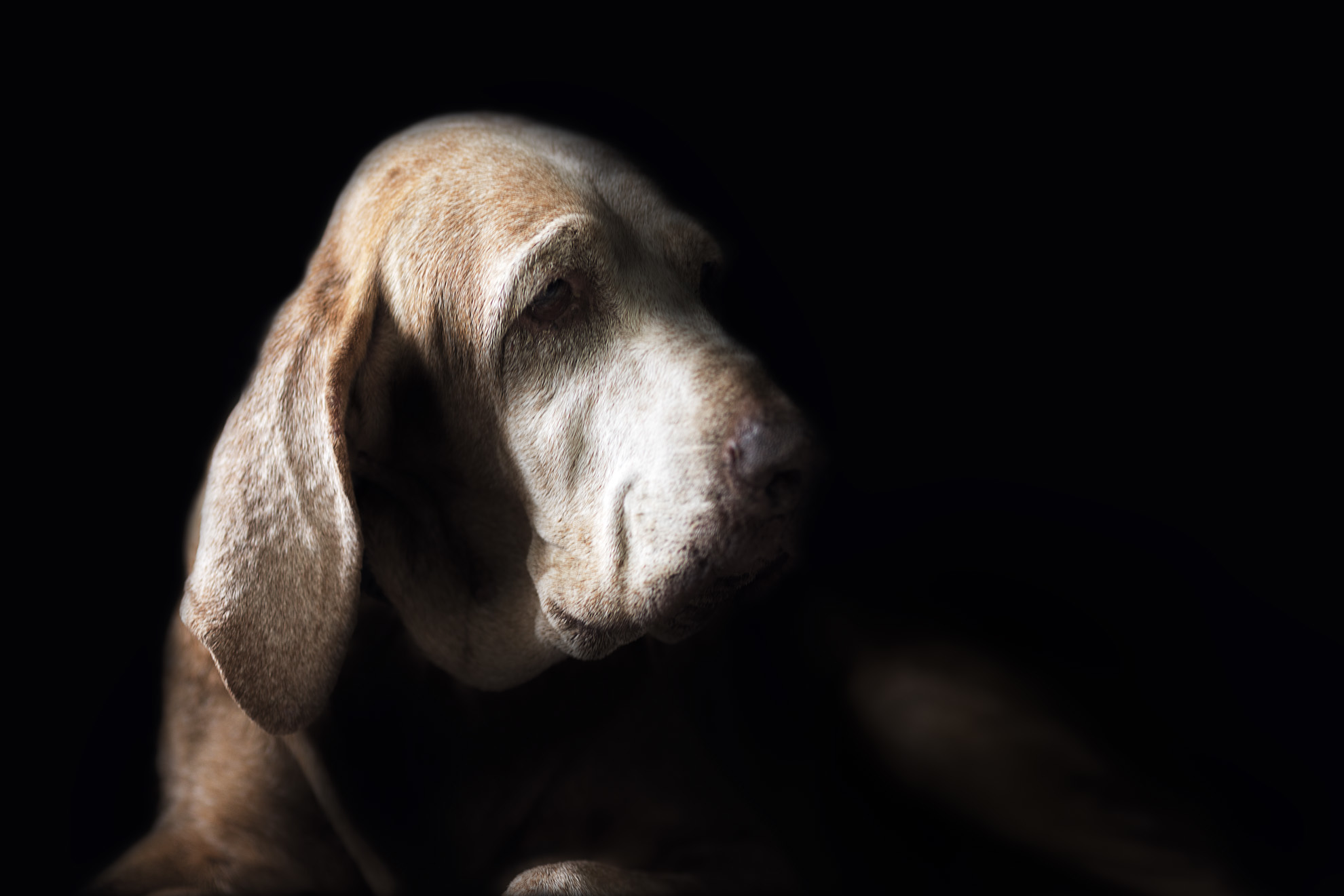 Download Dog Animal Bloodhound HD Wallpaper