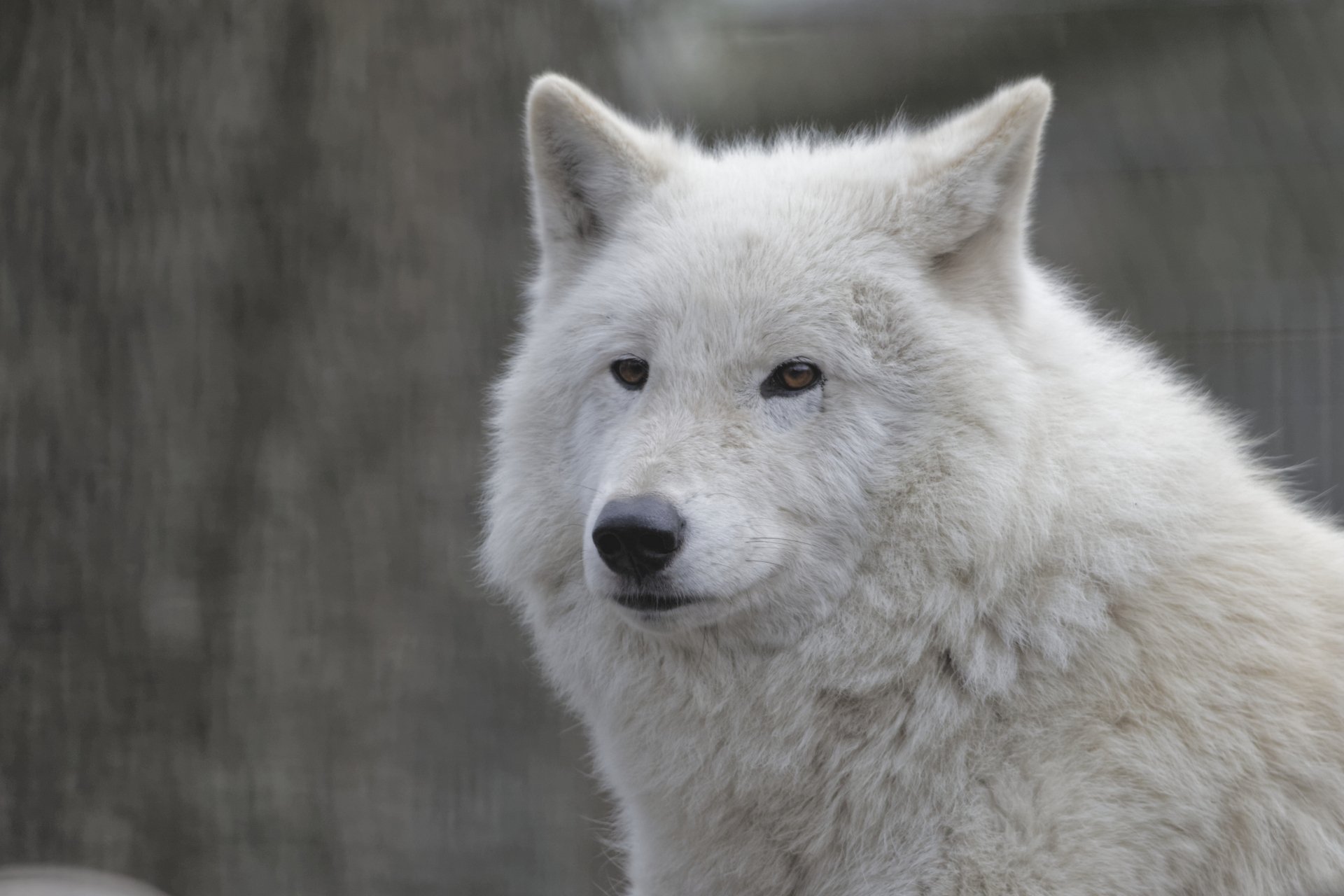 Majestic Arctic Wolf – Stunning 4K Ultra HD Animal Wallpaper ...