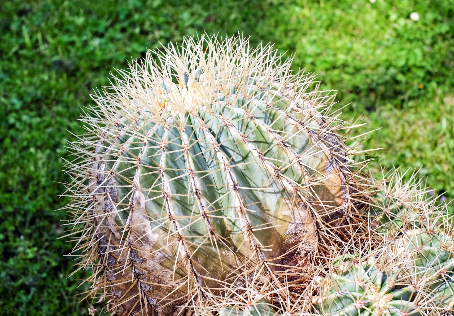 Download Plant Nature Cactus 4k Ultra HD Wallpaper by Couleur ...