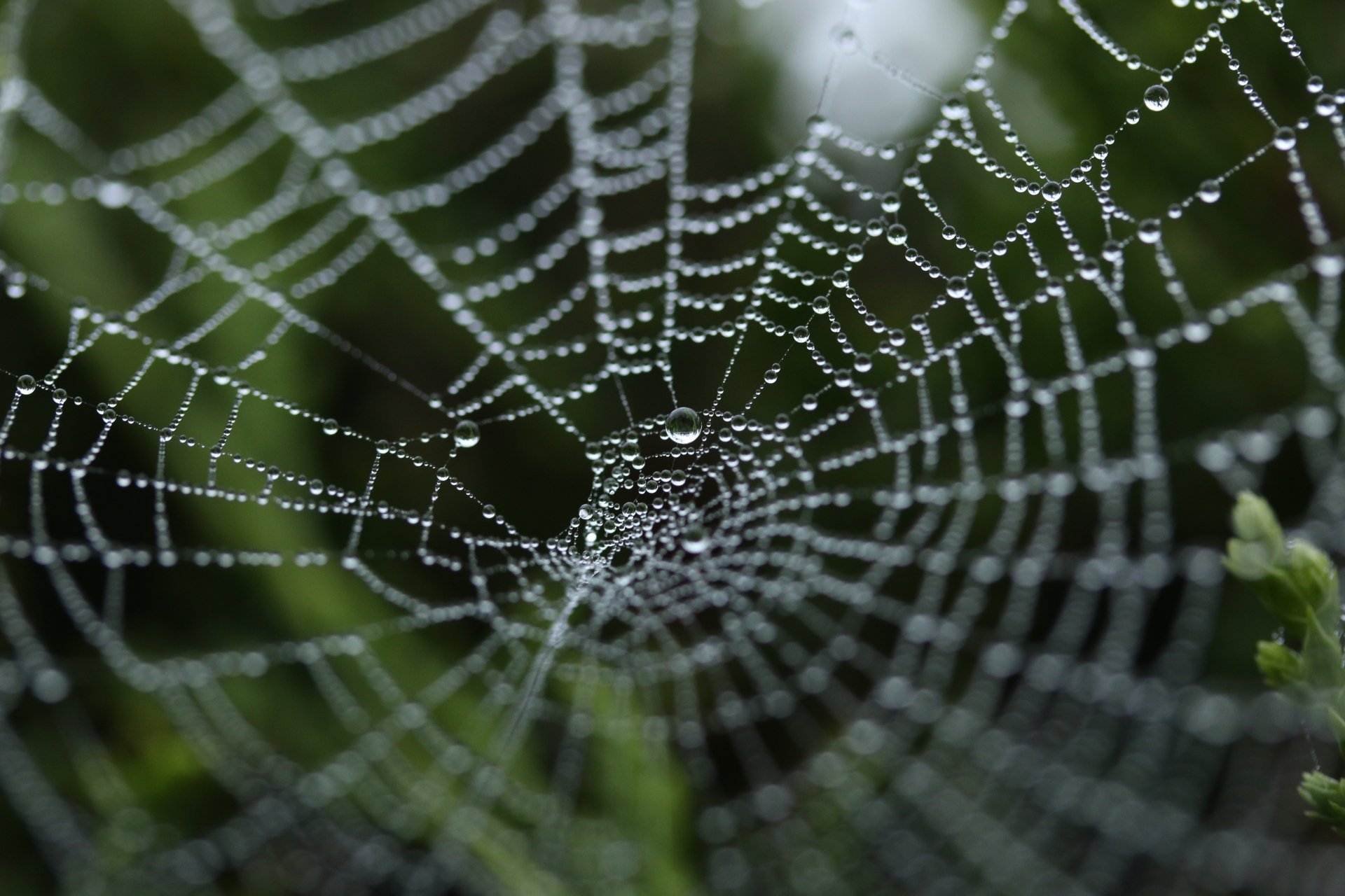 4K Ultra HD Close-Up: Water Drops on Spider Web Wallpaper