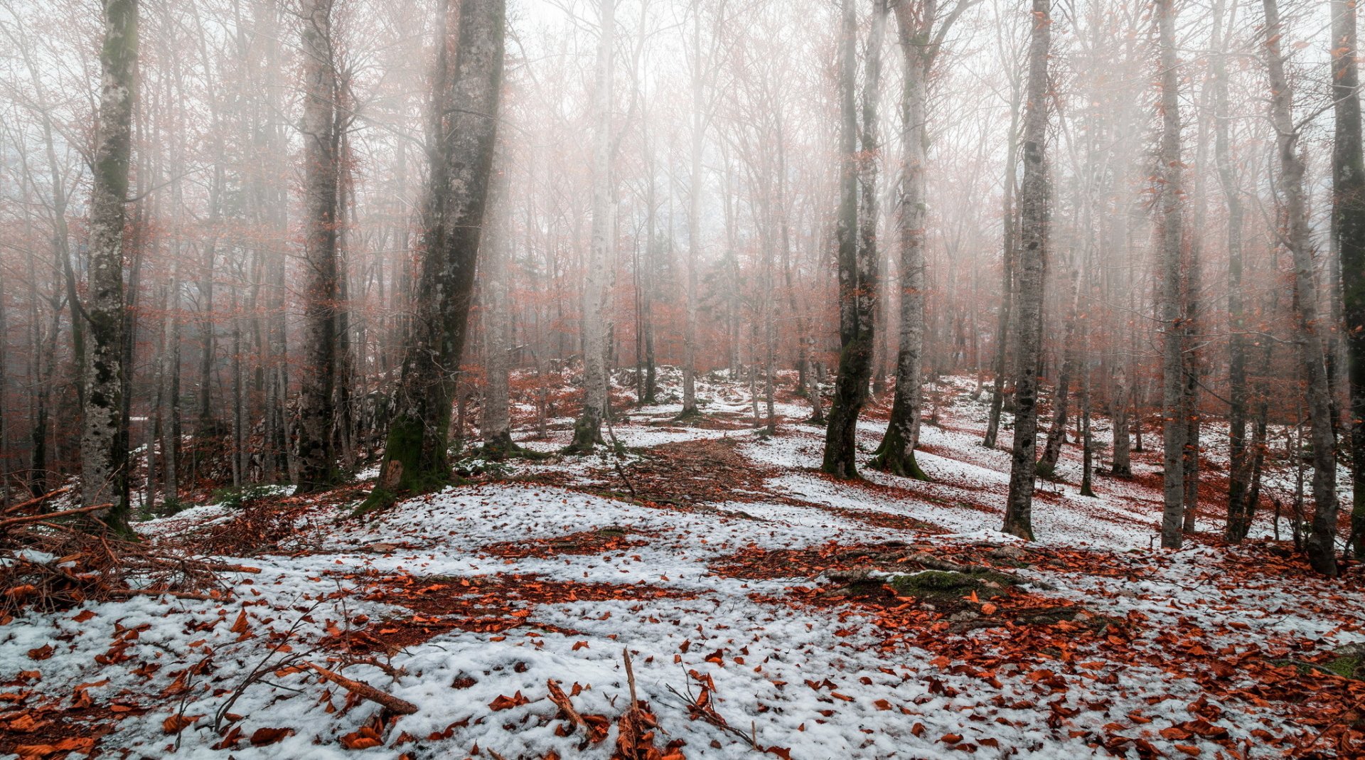 Winter Fog in the Forest: Serene Snow-Covered Nature HD Wallpaper