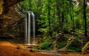 Download HDR Greenery Waterfall Tree Forest Nature PFP