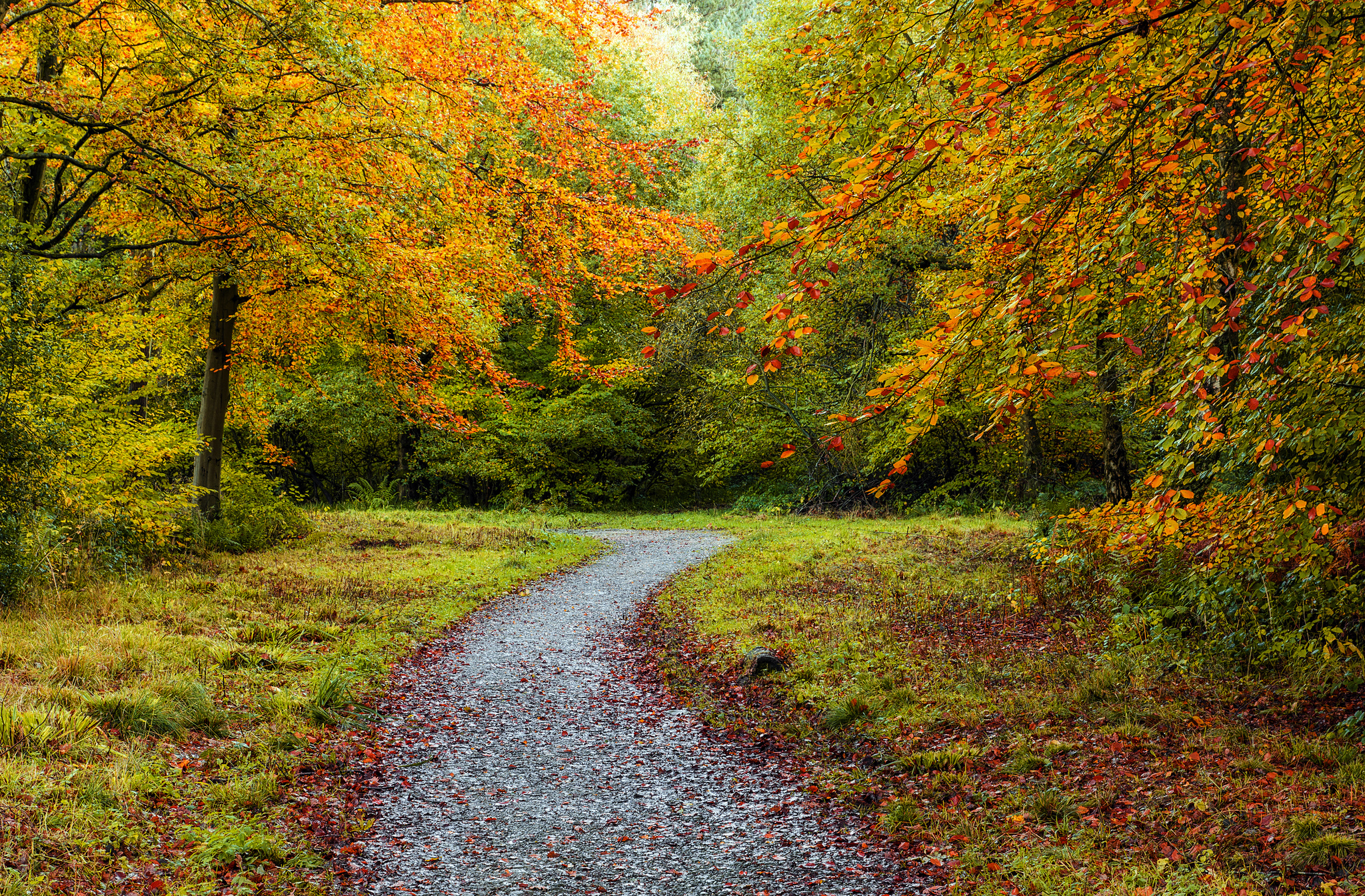 Download Fall Forest Man Made Path HD Wallpaper