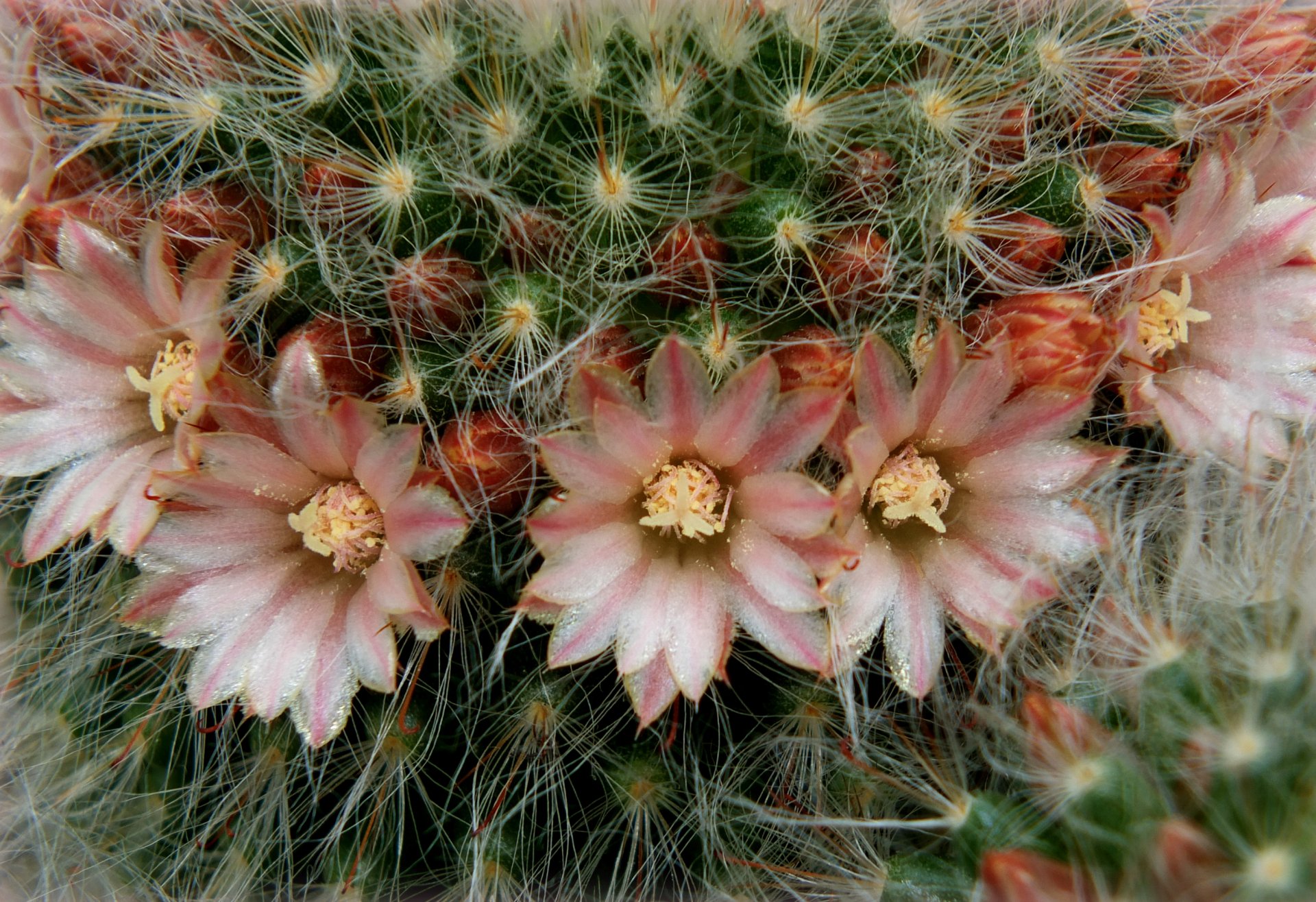 Blooming Cactus Beauty: HD Nature’s Floral Wonder | 2784x1908 ...