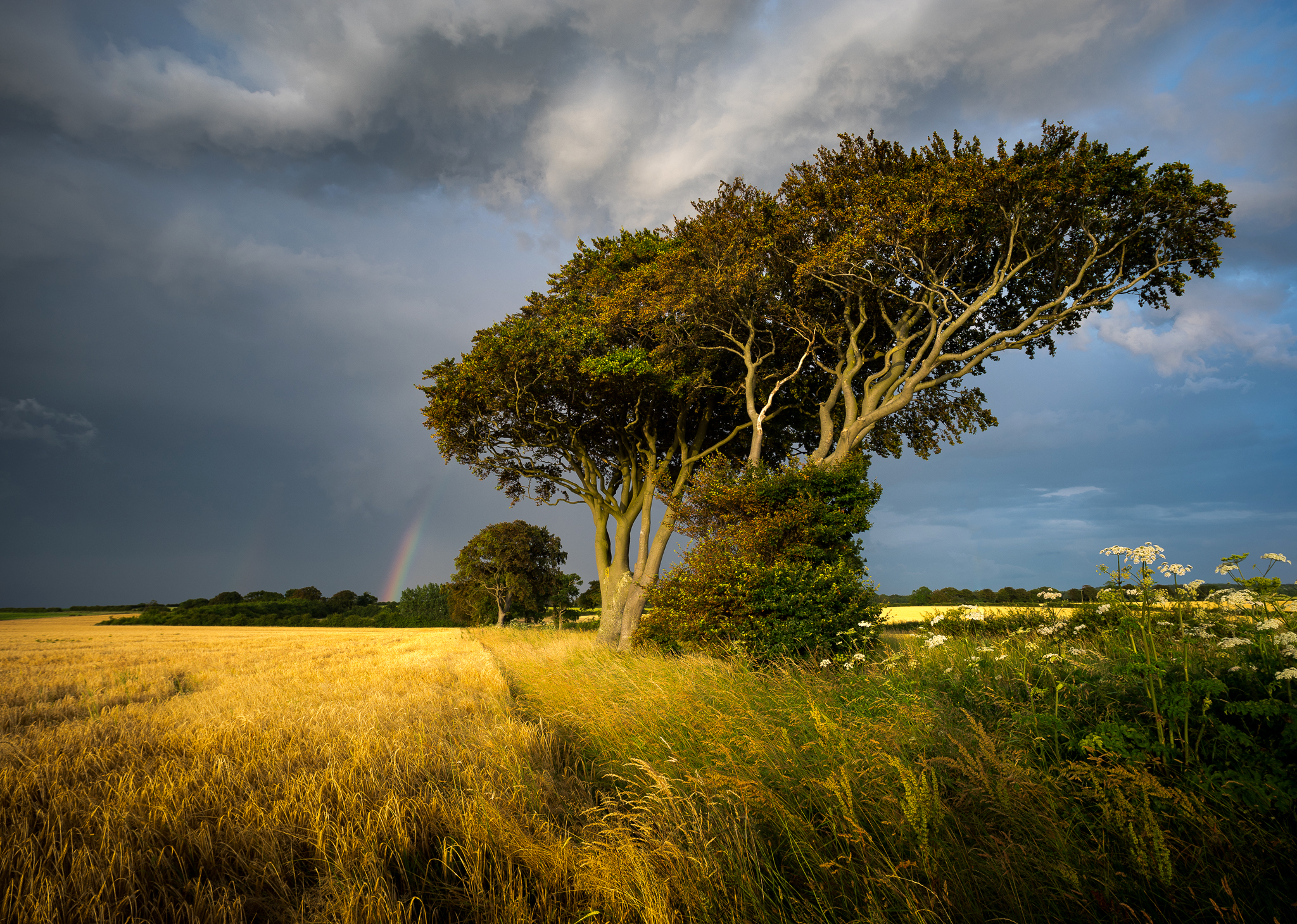 Serene Rainbow Sky Over Wind-Swept Field – Stunning HD Nature Wallpaper