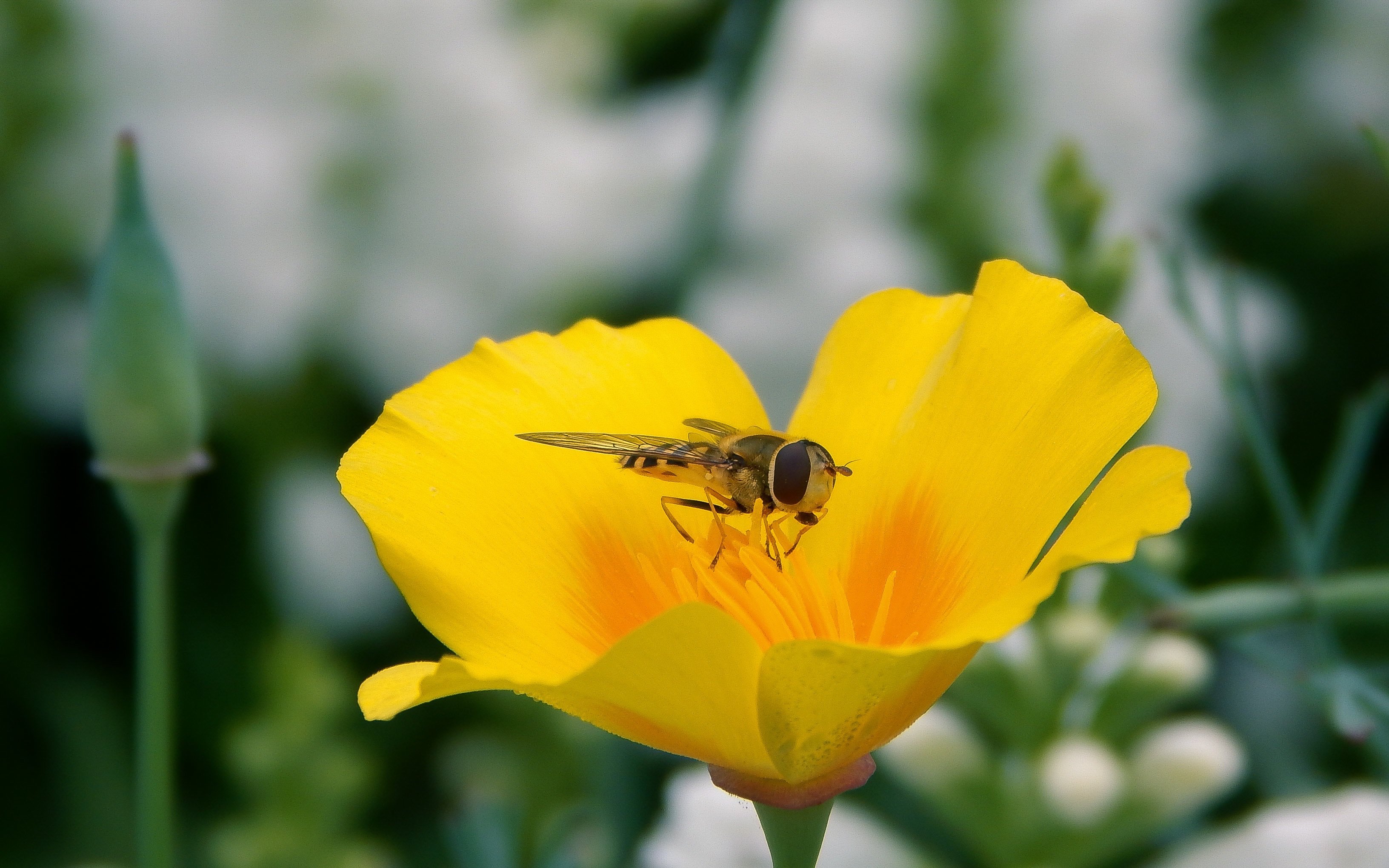 Download Fly Yellow Flower Insect Flower Animal Hoverfly HD Wallpaper