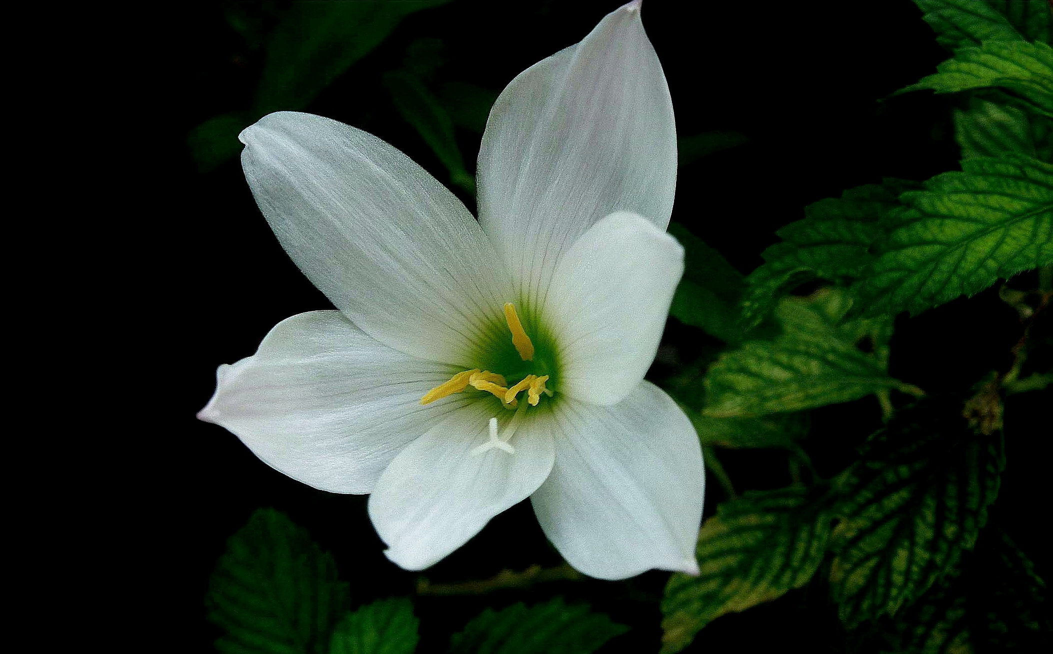 White Flower