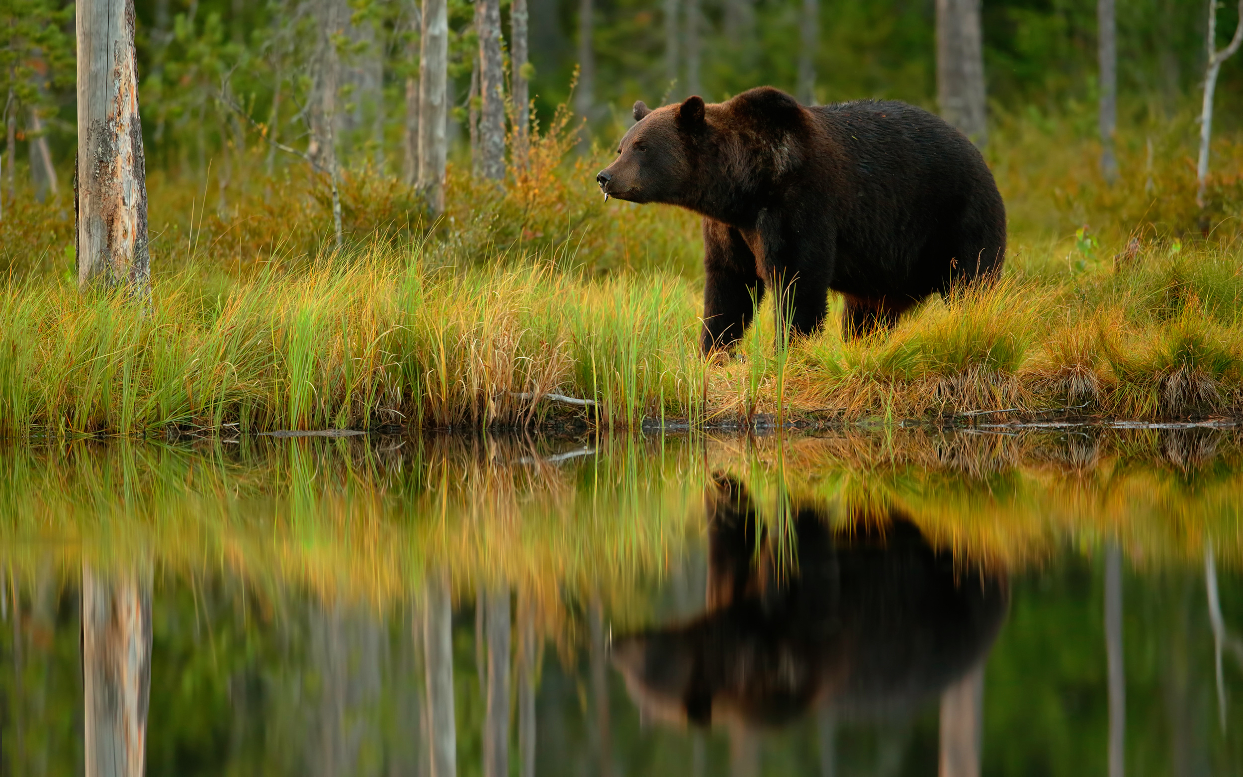 Download Reflection Animal Bear HD Wallpaper