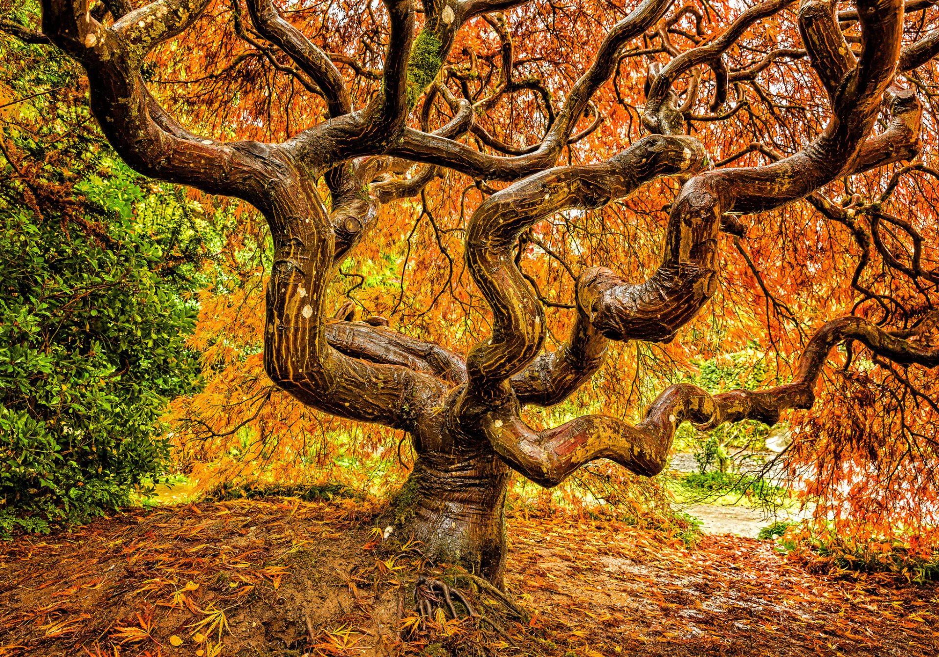 Download Twisted Tree Fall Nature Tree HD Wallpaper by Karen Portin