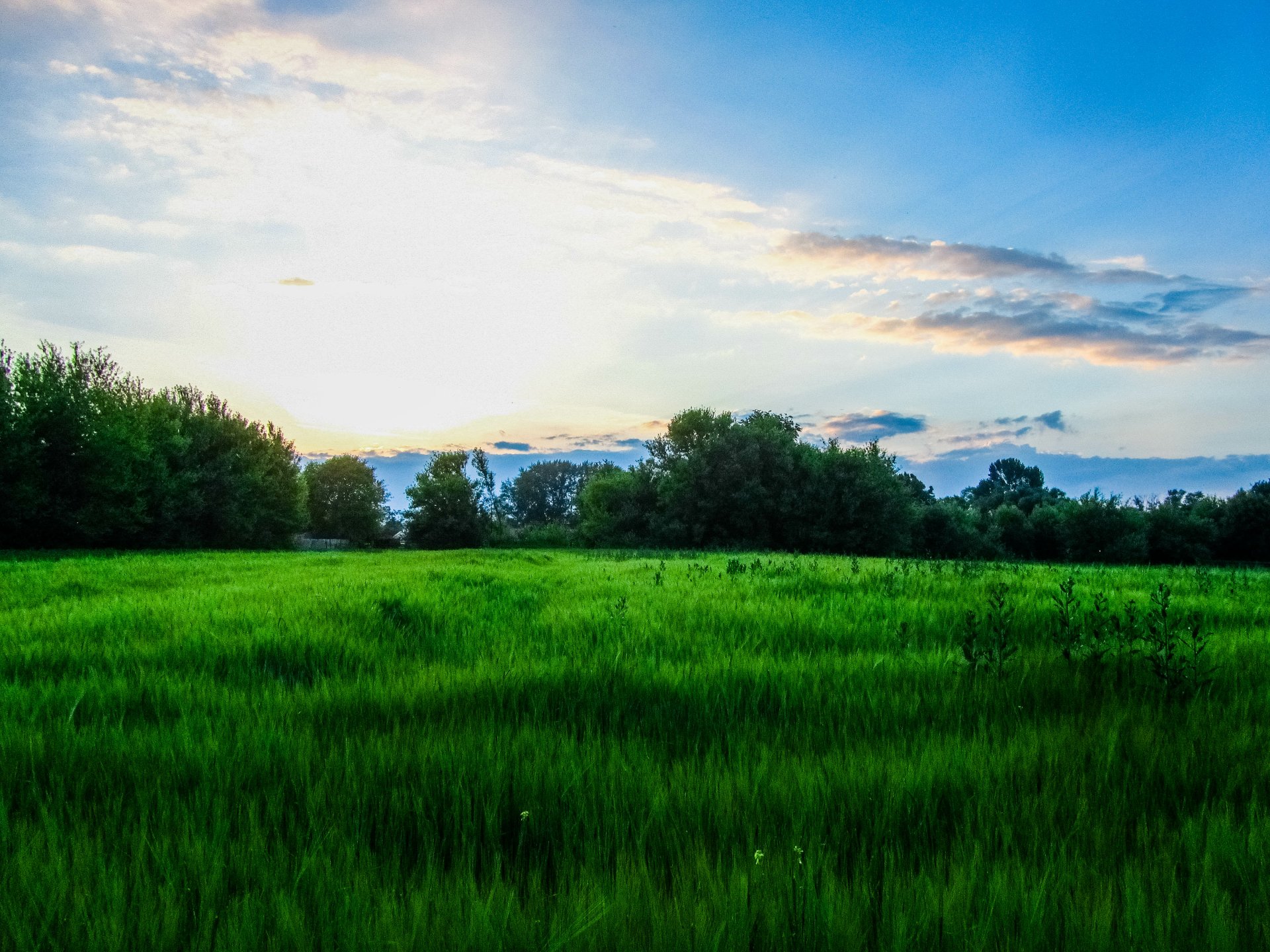 Download Nature Field 4k Ultra HD Wallpaper by Vergilius