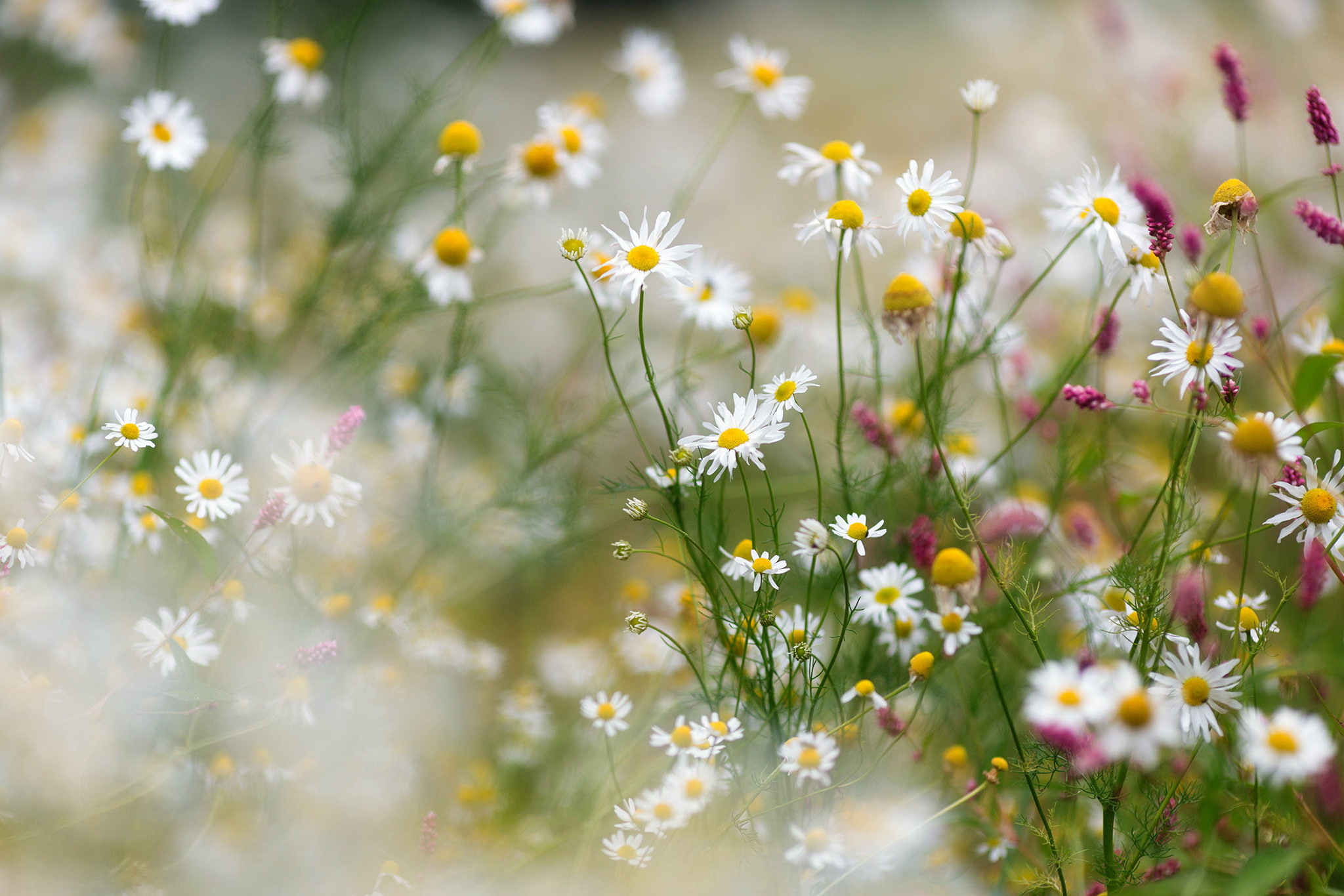 HD White Flower Meadow: Nature's Delicate Beauty
