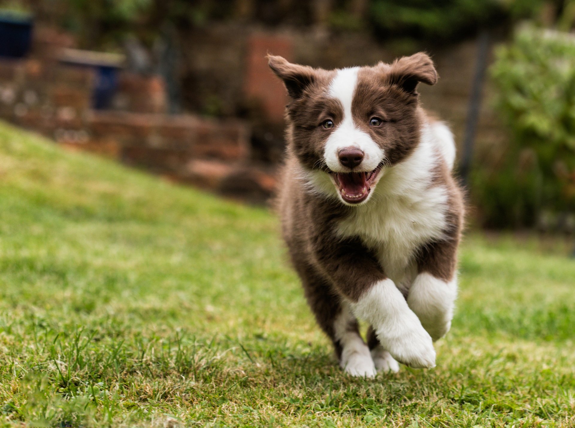 Download Baby Animal Puppy Dog Animal Border Collie HD Wallpaper