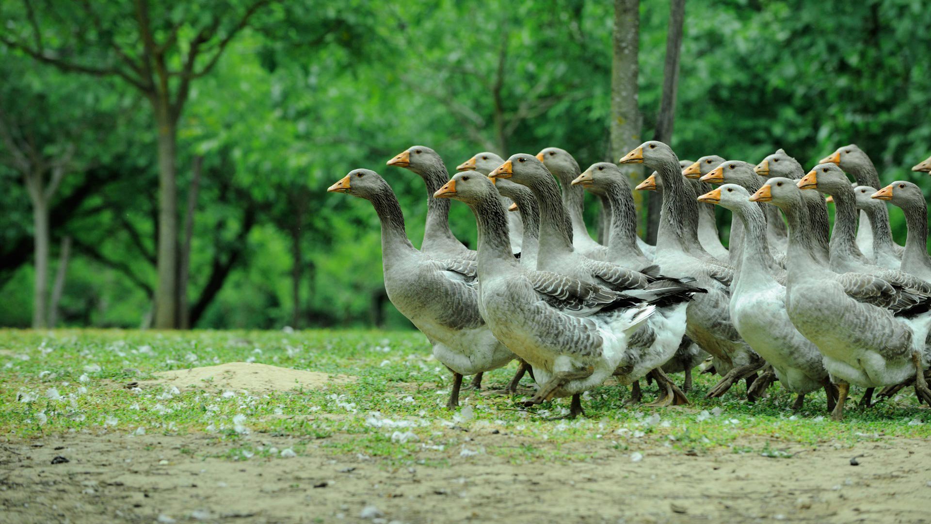 Graceful Geese Gathering: Stunning HD Bird Wallpaper in Nature