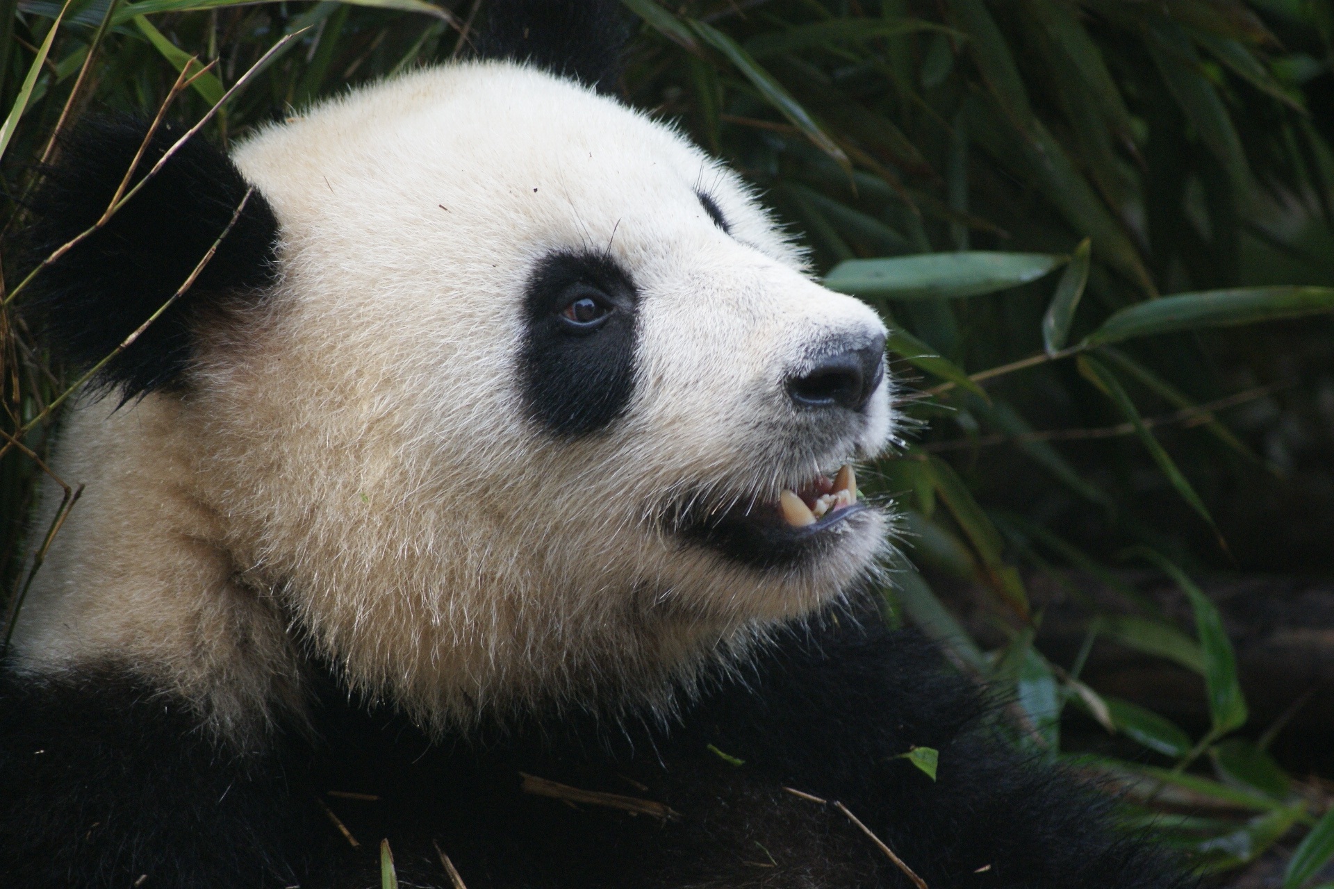 Animal Panda HD Wallpaper