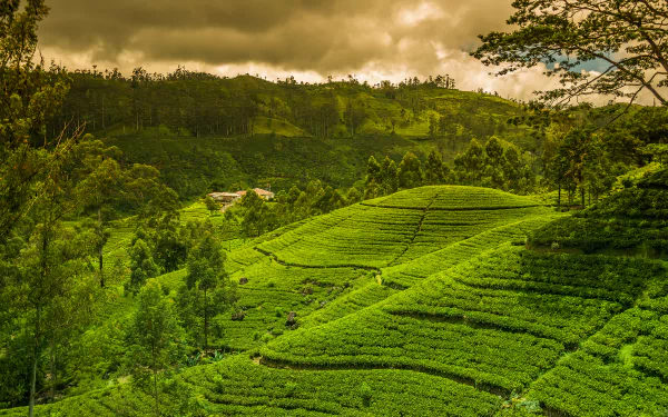 Serene Tea Plantation in 4K Ultra HD Wallpaper