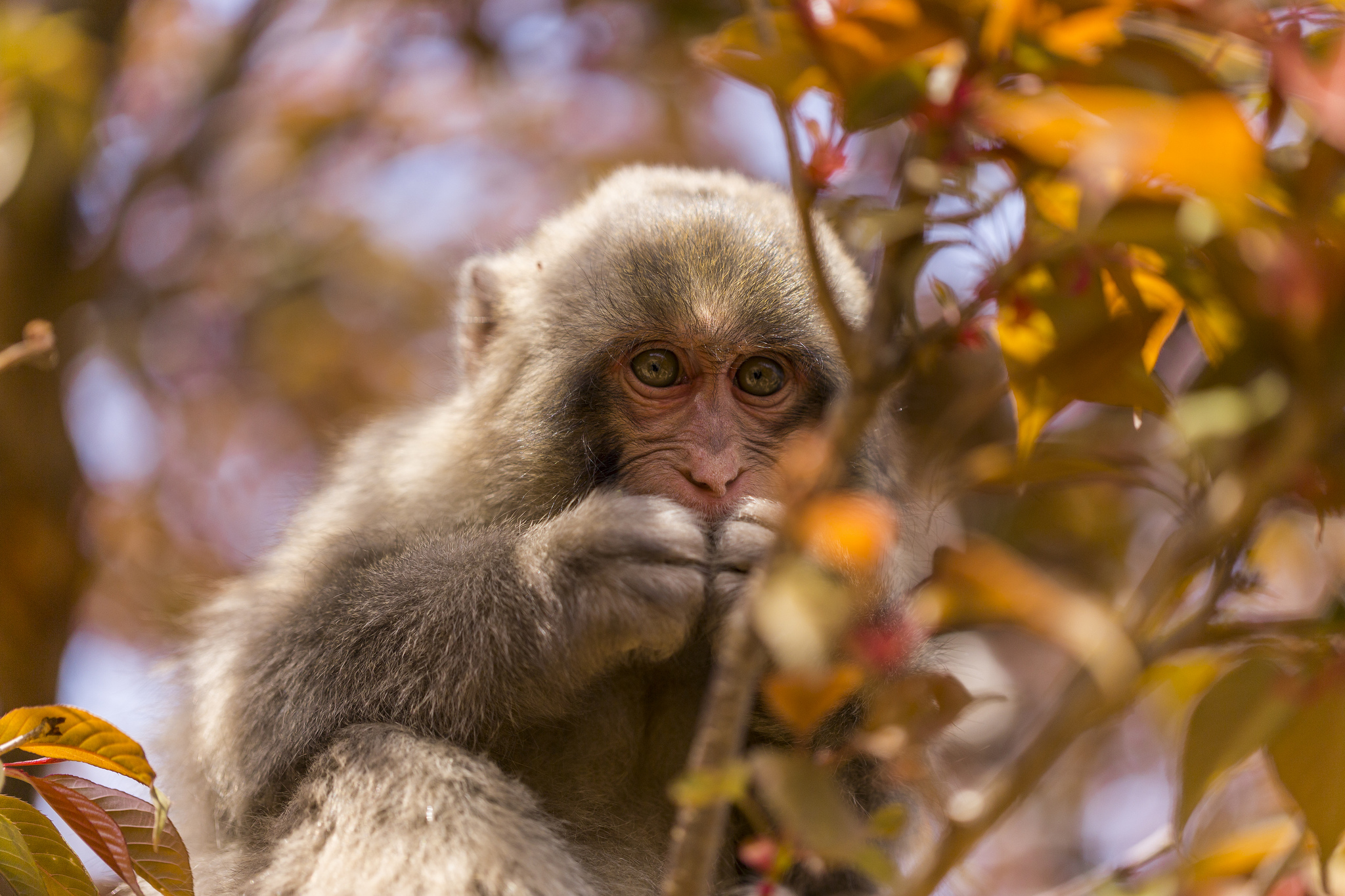 Download Blur Animal Monkey HD Wallpaper by Brandon Taoka