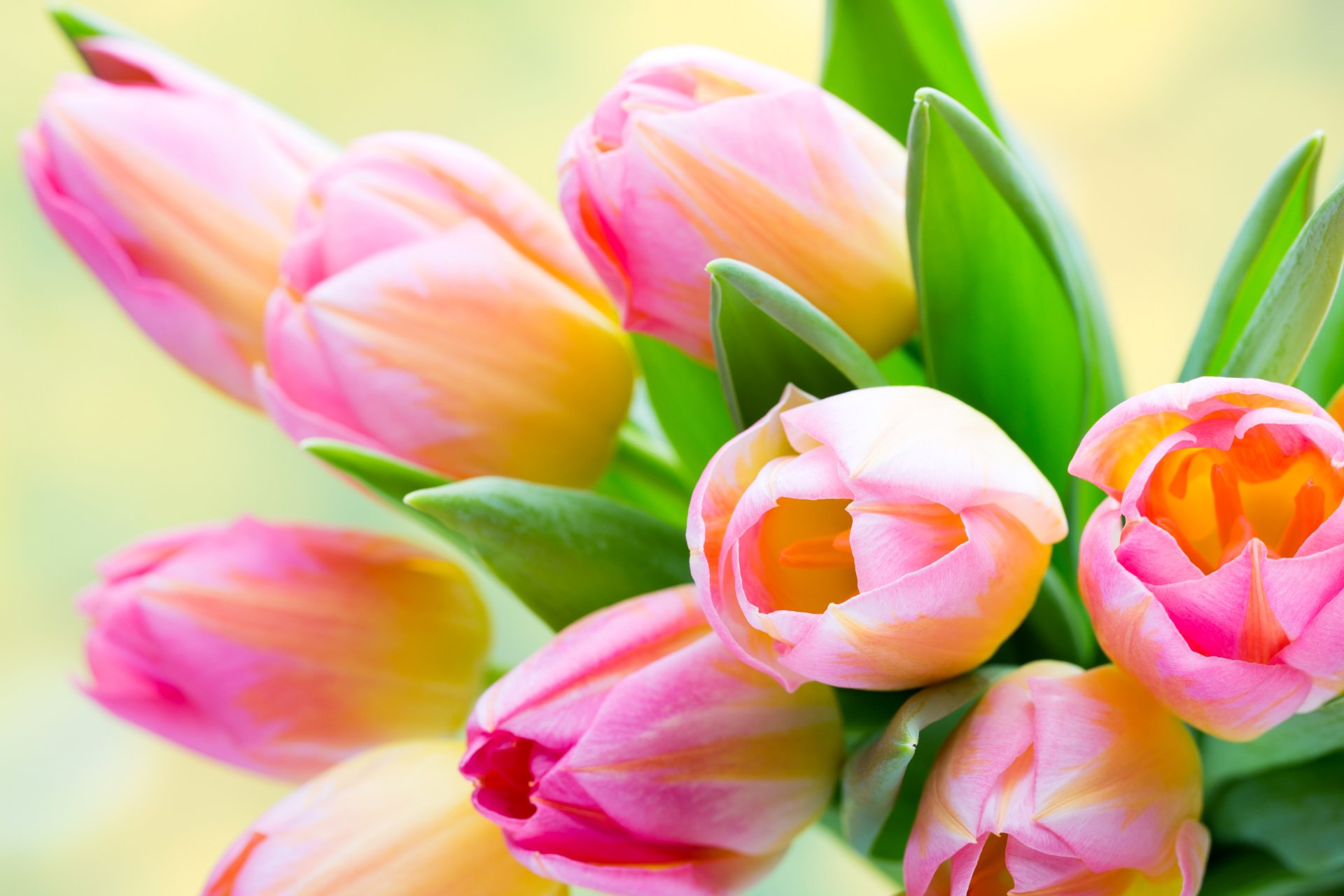 4K Ultra HD Pink Tulip Blossom – Nature’s Elegant Floral Beauty ...