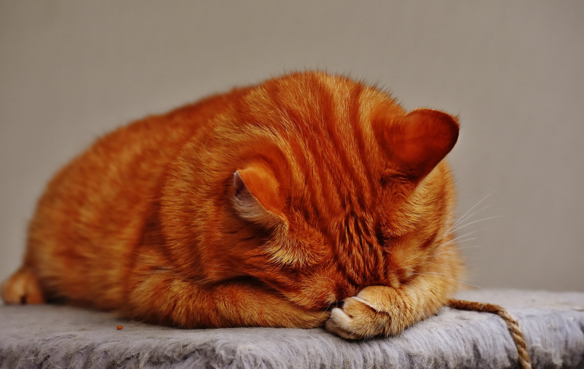 Download Animal Cat 4k Ultra HD Wallpaper | 5792x3660 | Wallpaper Abyss