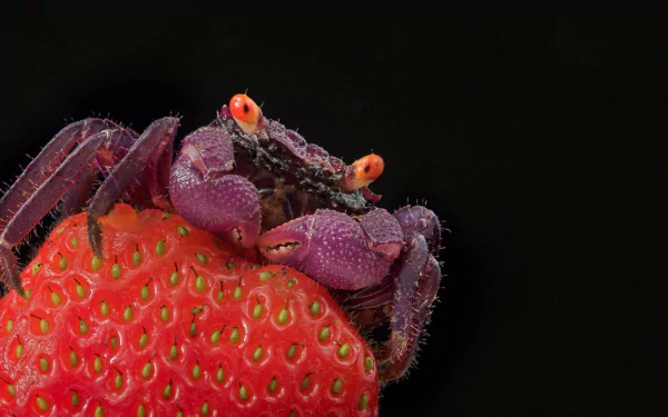 Download Animal Crab 4k Ultra HD Wallpaper