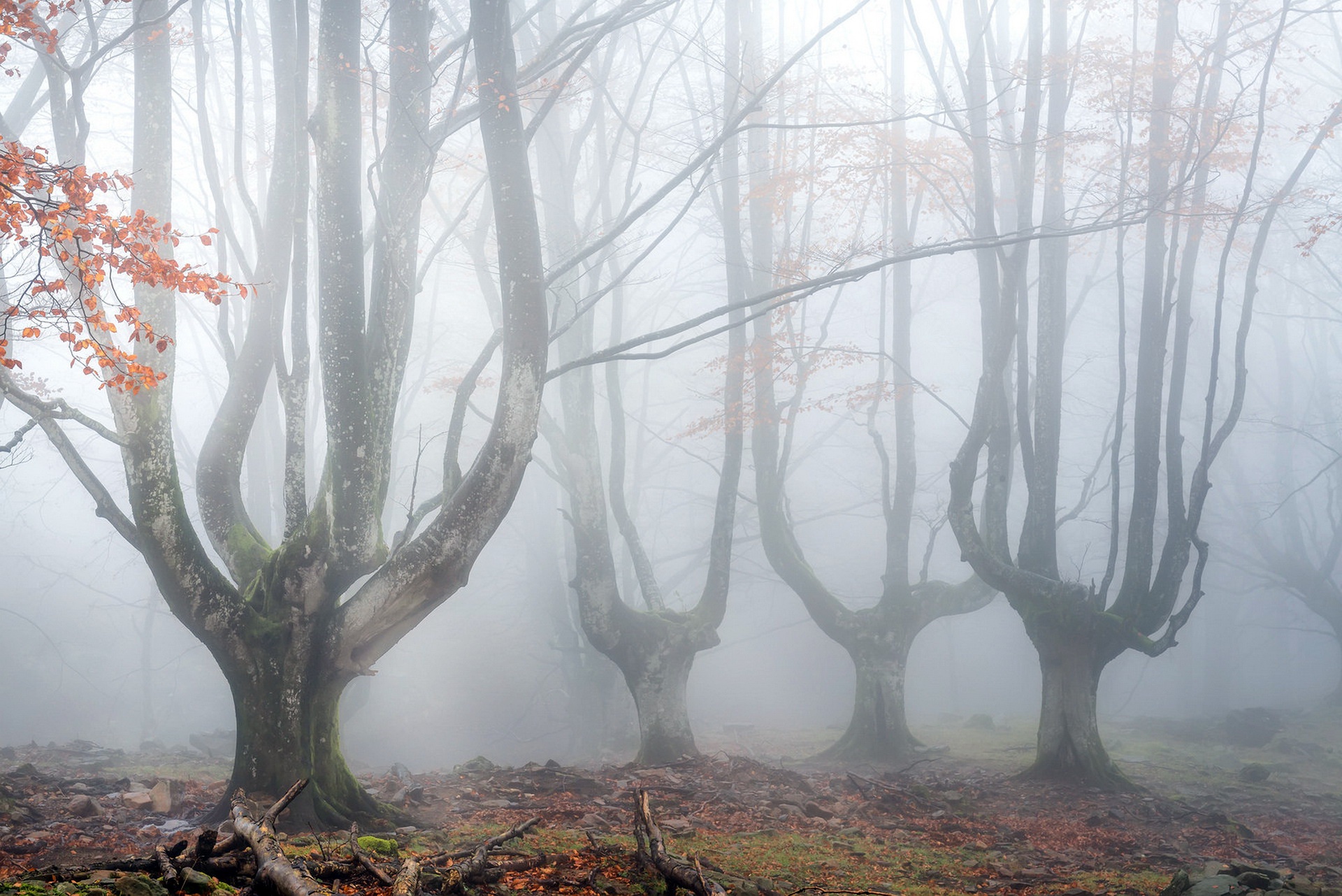 Download Forest Tree Nature Fog HD Wallpaper