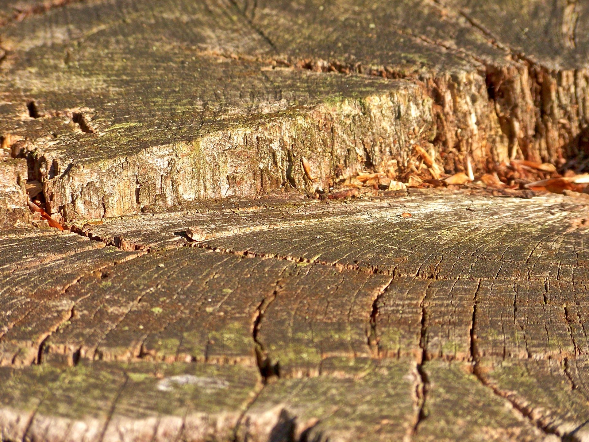 Nature's Texture: Stunning Close-Up HD Wallpaper | 1920x1440 ...