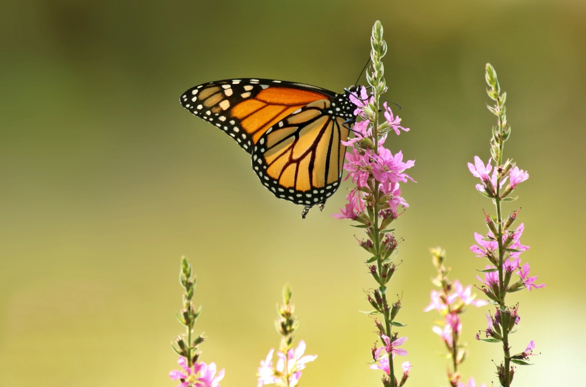 Download Pink Flower Flower Insect Animal Butterfly HD Wallpaper
