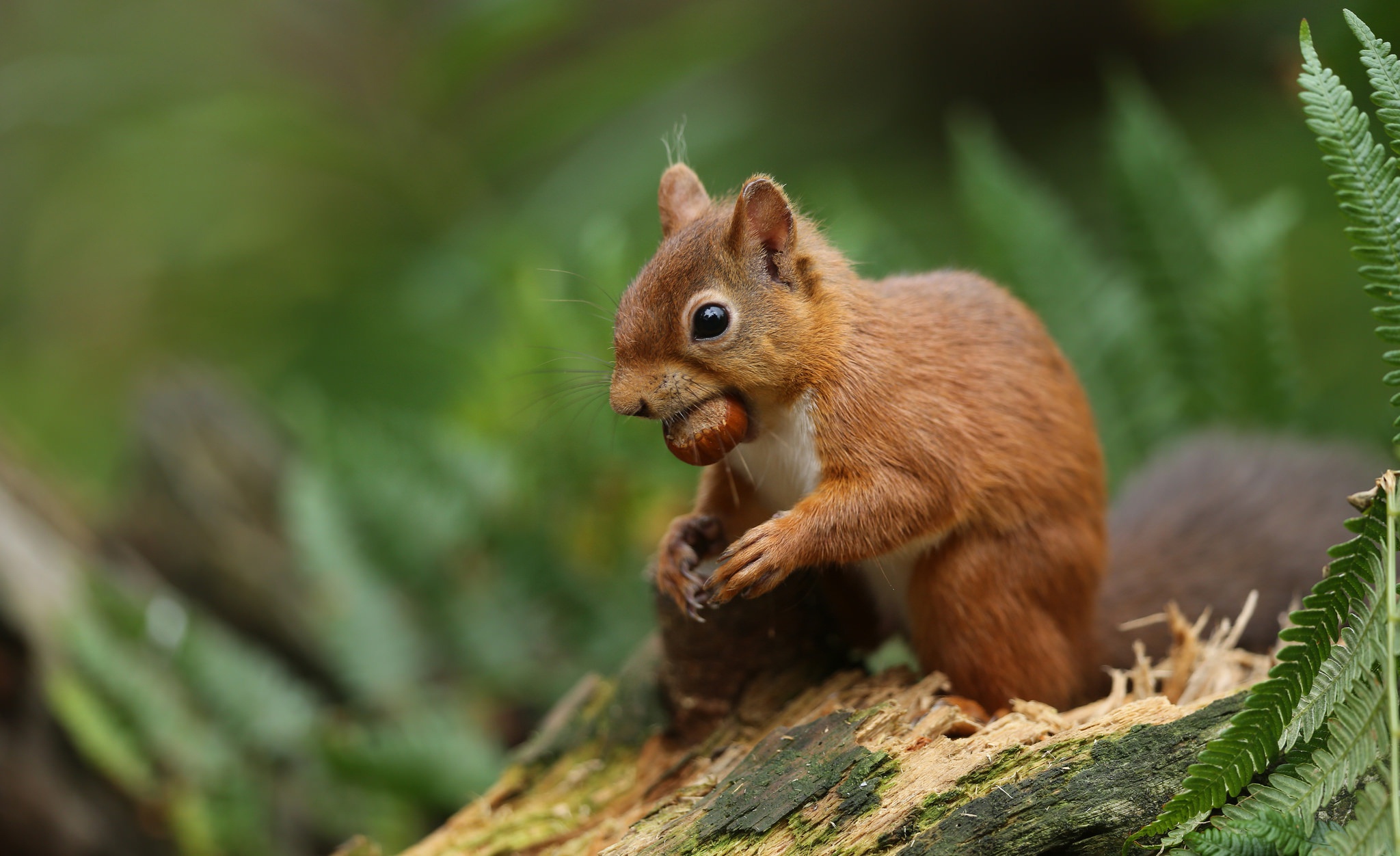 Download Blur Rodent Animal Squirrel HD Wallpaper by Sandra Standbridge