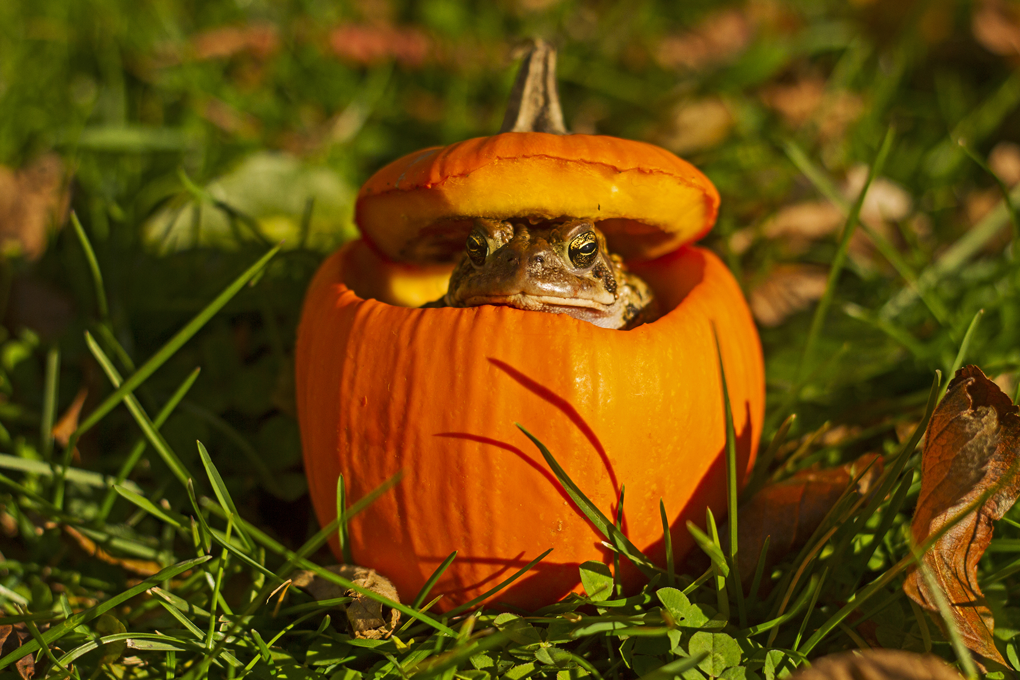 Frog’s Cozy Fall Pumpkin Hideaway – HD Animal Wallpaper