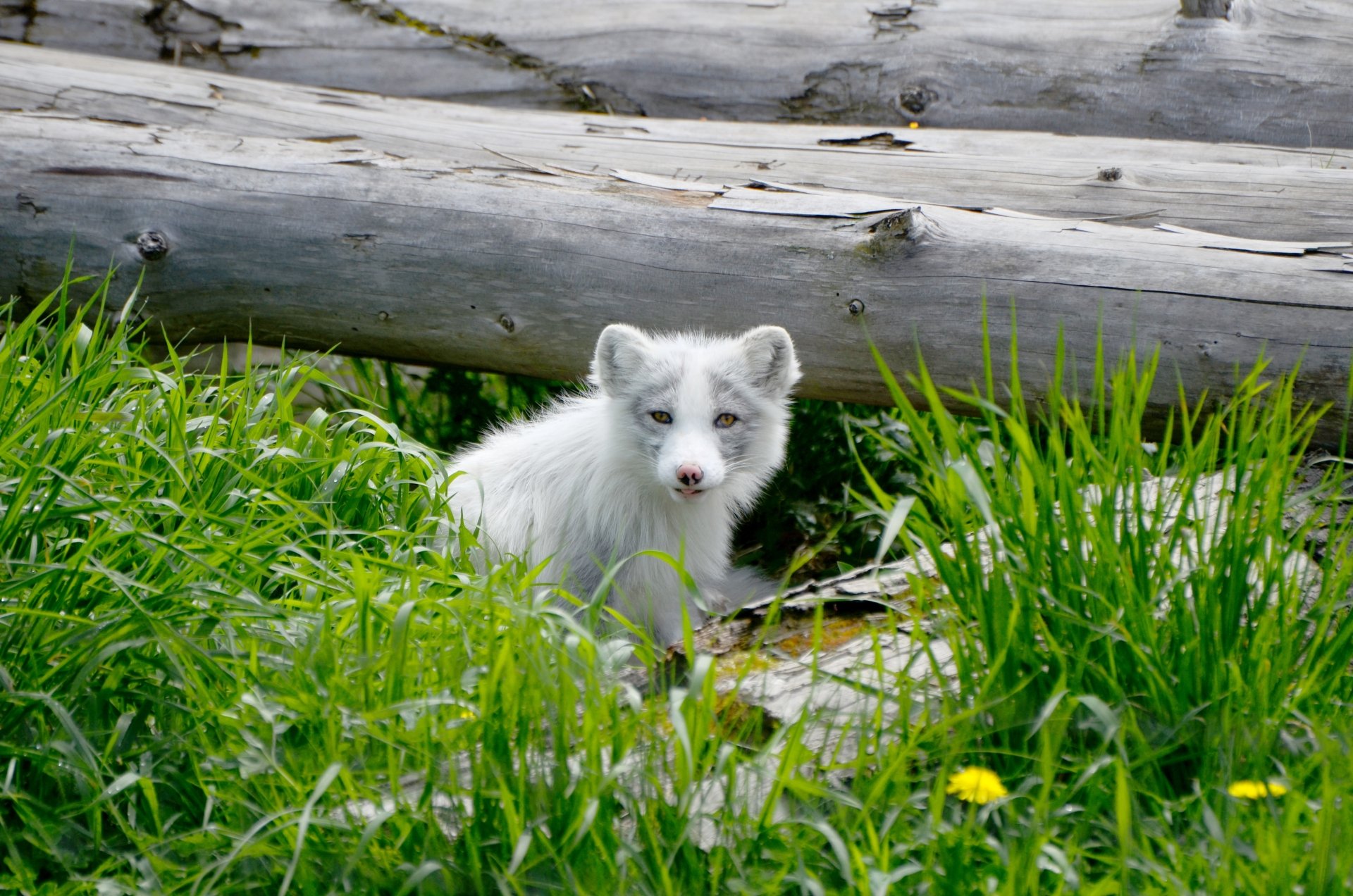 Download Grass Fox Animal Arctic Fox 4k Ultra HD Wallpaper | 4928x3264 ...