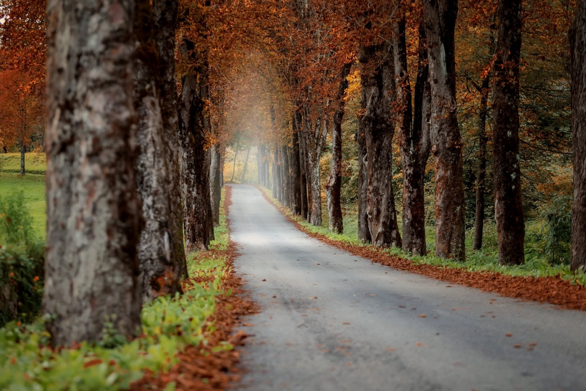 Download Fall Tree-lined Tree Man Made Road HD Wallpaper