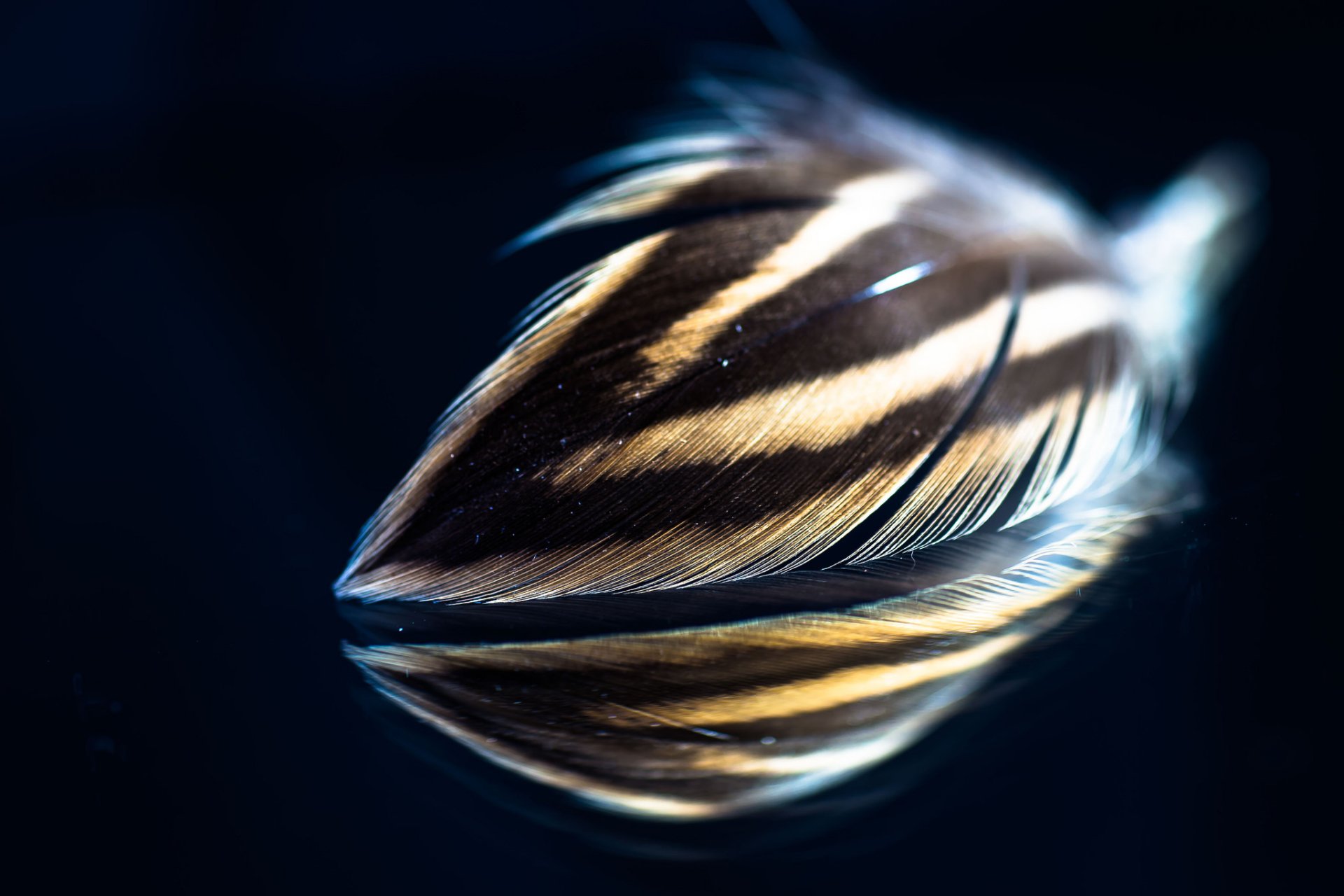 Download Reflection Photography Feather HD Wallpaper by photalena