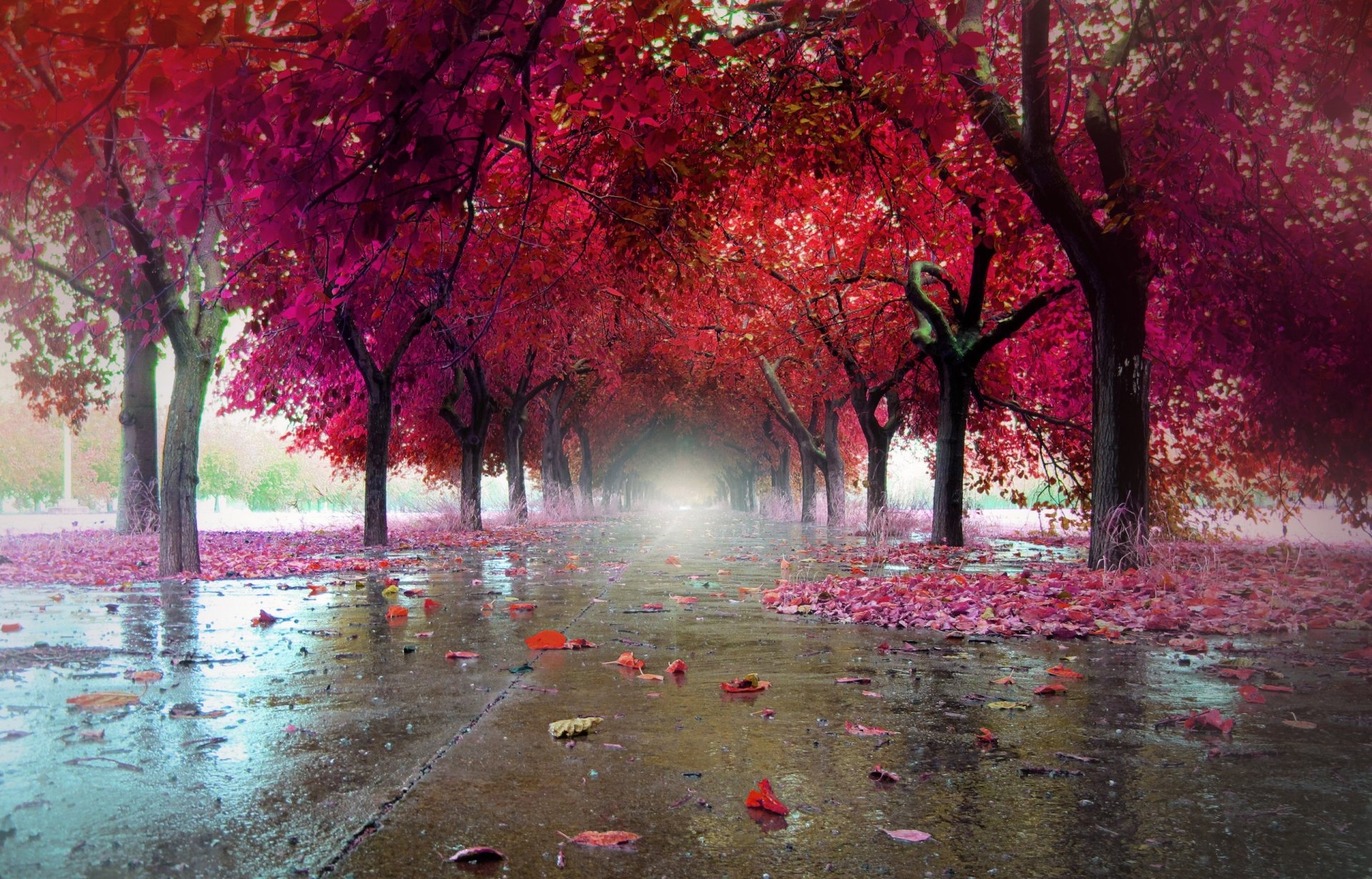 Radiant Red Fall Park: Stunning HD Nature Photography Wallpaper