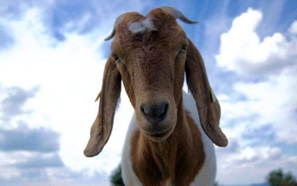 [110+] Goat Wallpapers