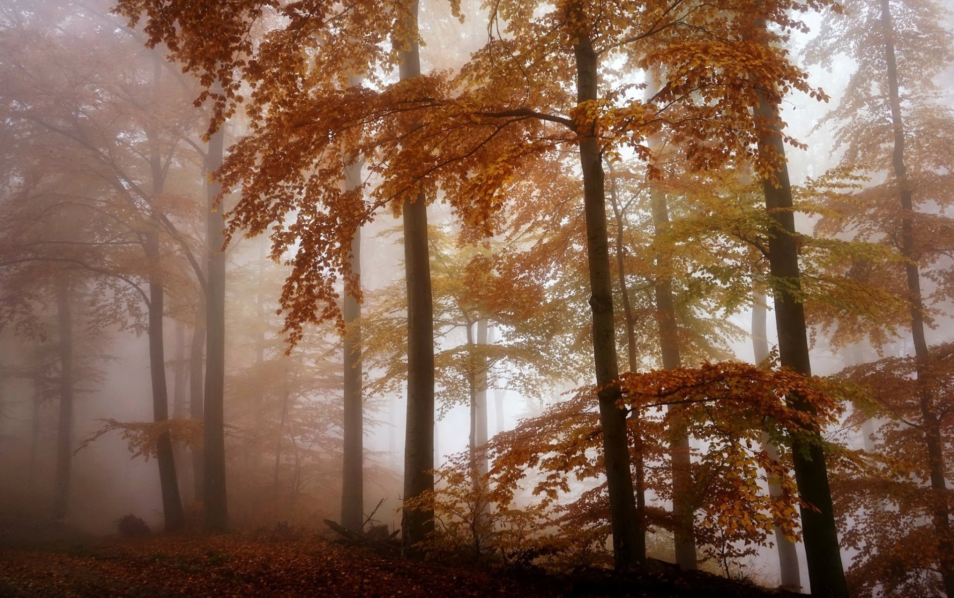 Download Forest Fall Tree Nature Fog HD Wallpaper
